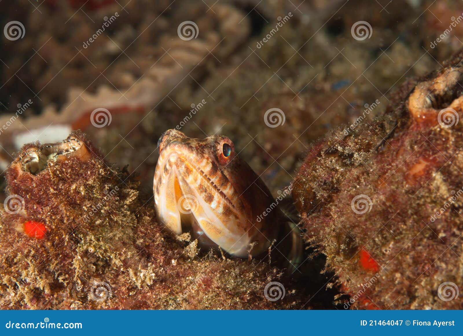Lizardfish Peeping imagem de stock. Imagem de oceano - 21464047
