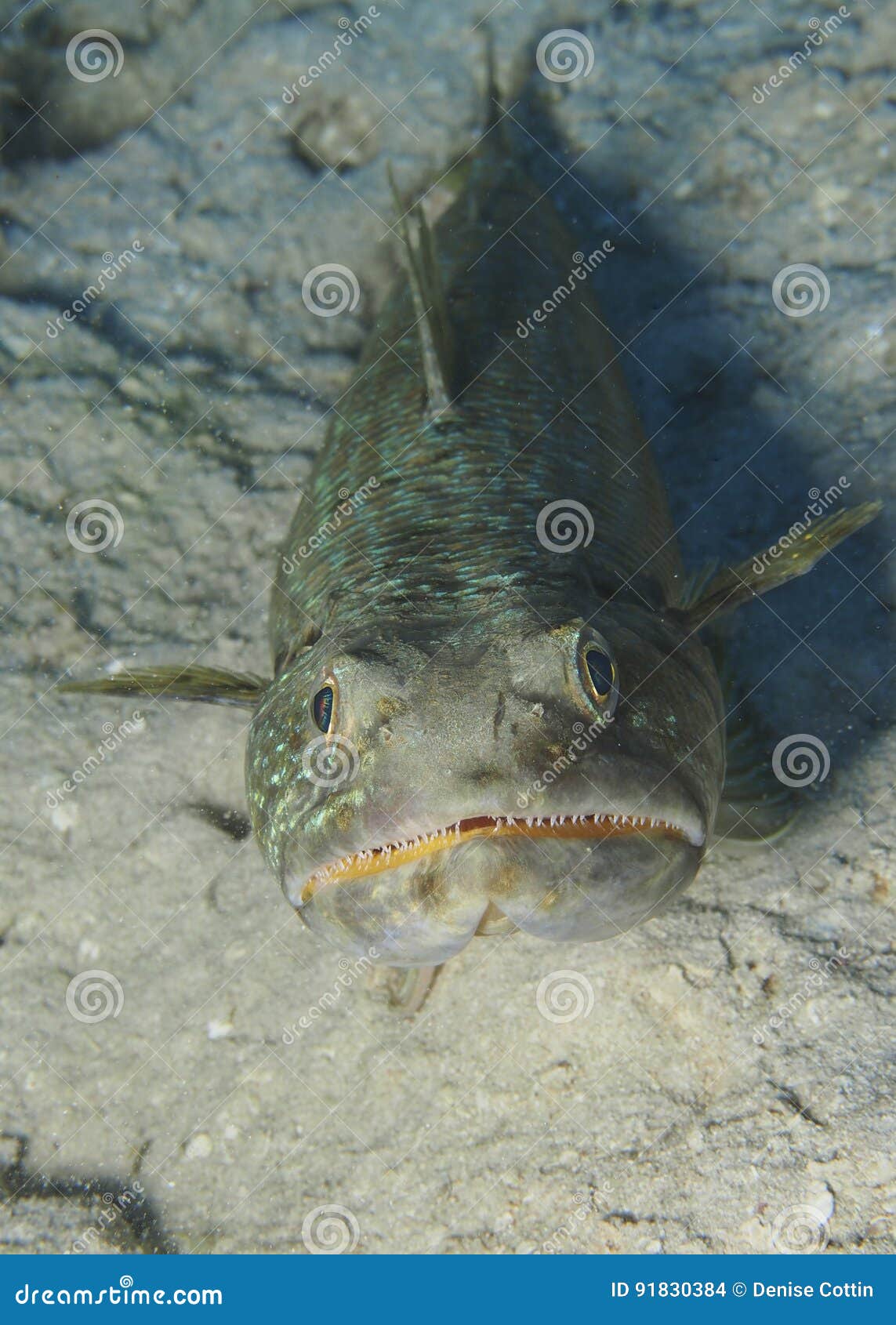 LIzardfish - Roatan, Honduras Stock Photo - Image of ocean, honduras ...
