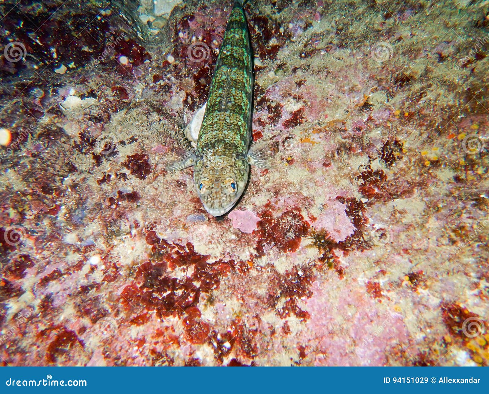 Lizardfish Synodontidae. Sand Diver Stock Image - Image of exotic, sand ...