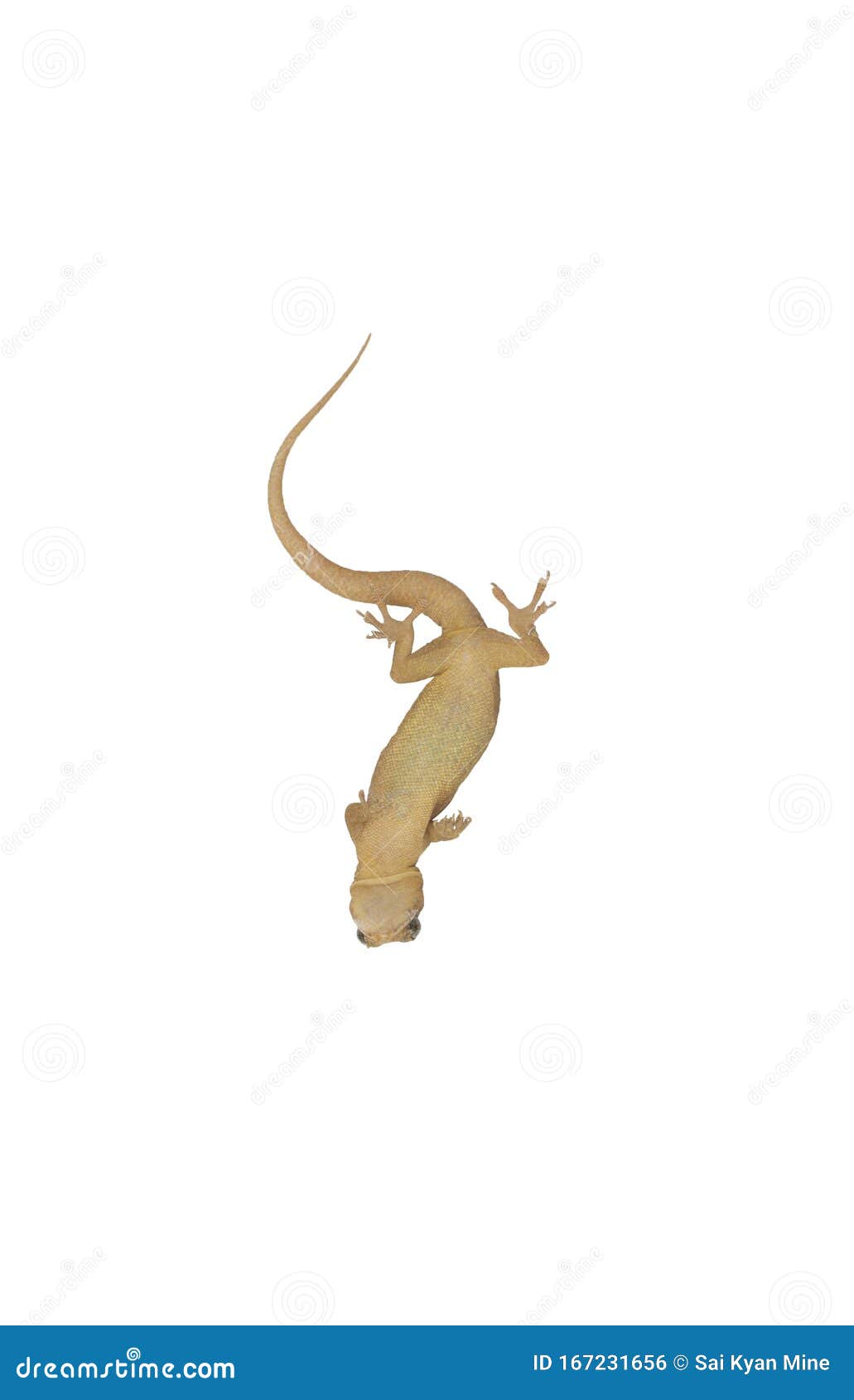 Lizardo foto de archivo. Imagen de fondo, blanco, tendiente - 167231656