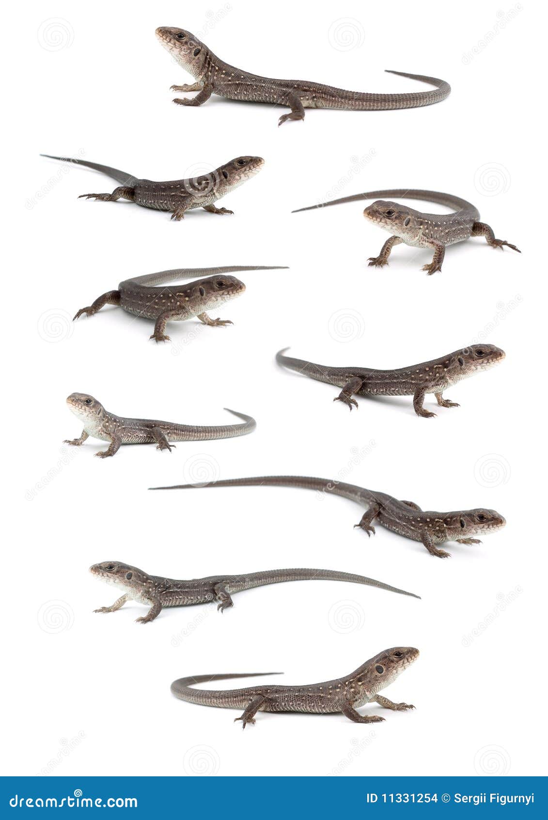 Lizards stock photo. Image of white, tail, common, vertebrate - 11331254