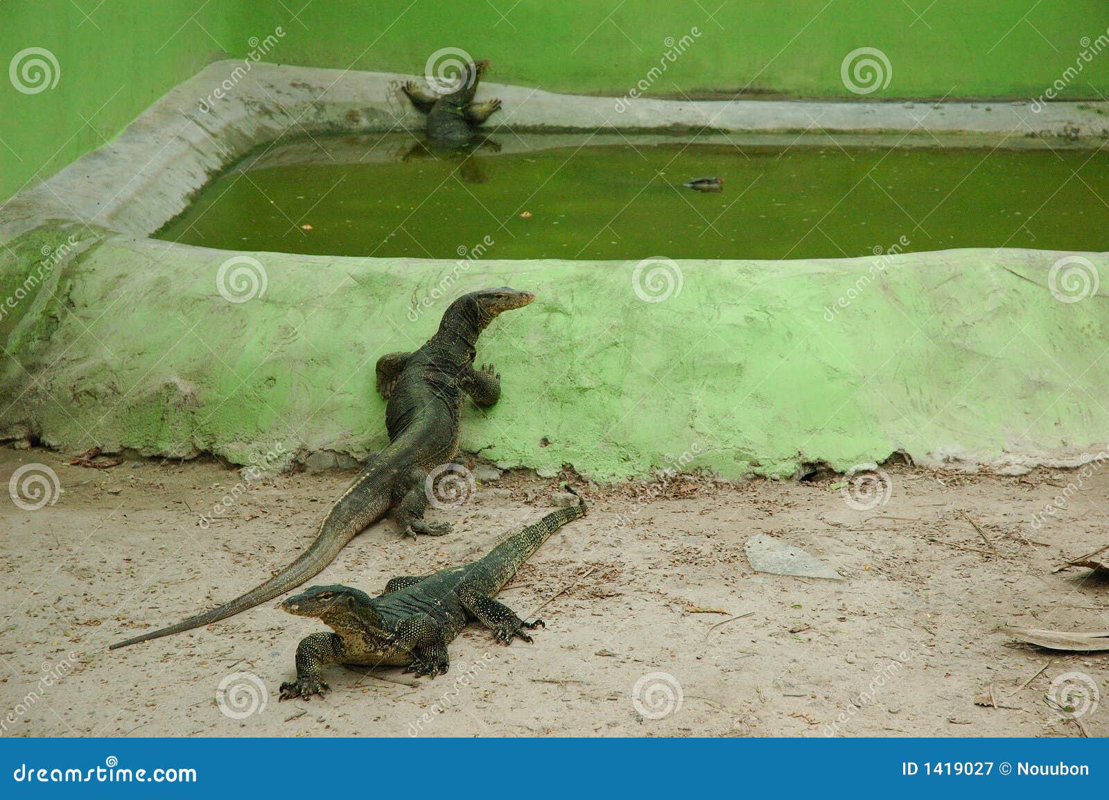 1,813 Lizards Life Stock Photos - Free & Royalty-Free Stock Photos from ...