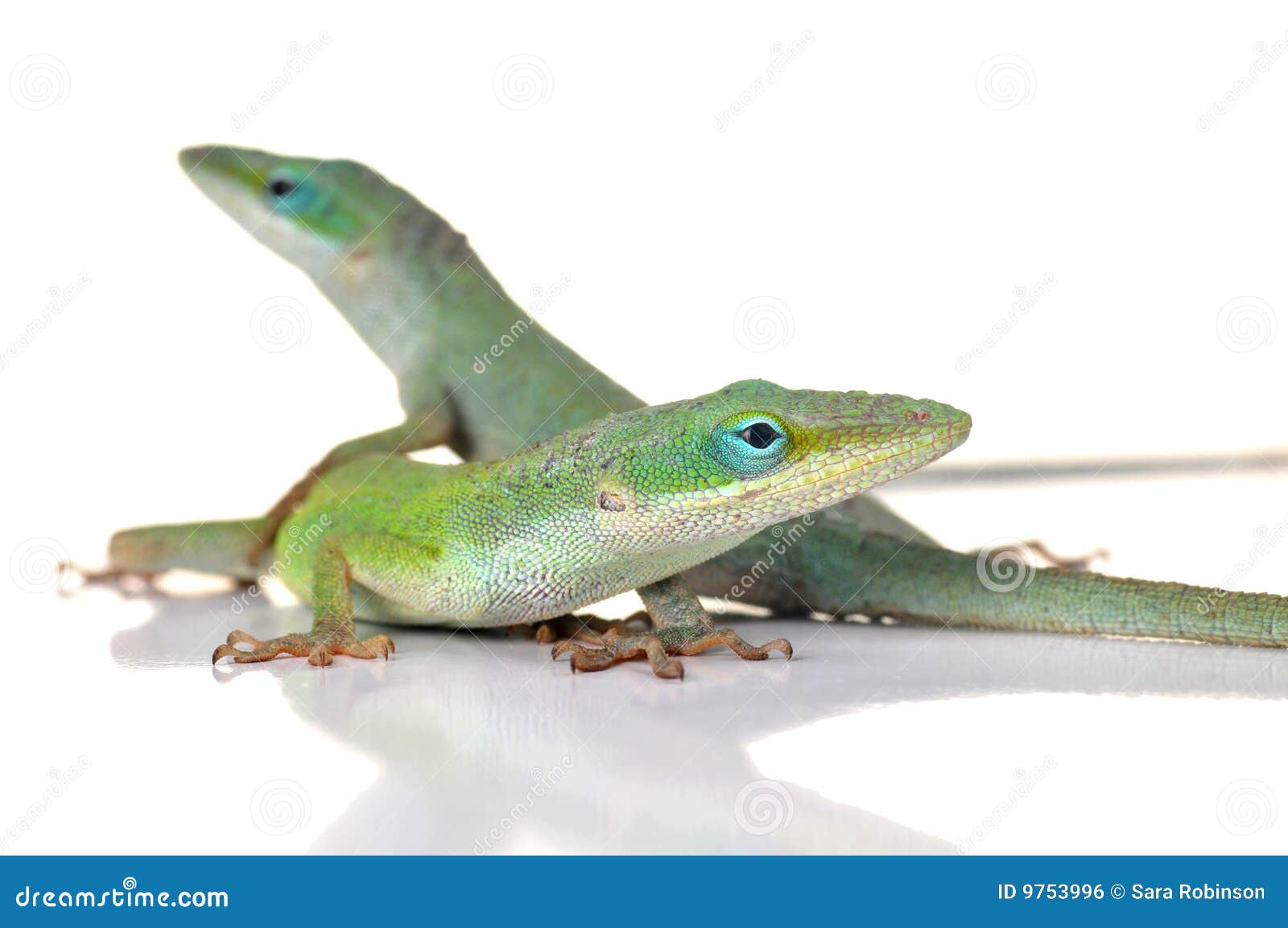 1,793 Cute Lizards Stock Photos - Free & Royalty-Free Stock Photos from ...