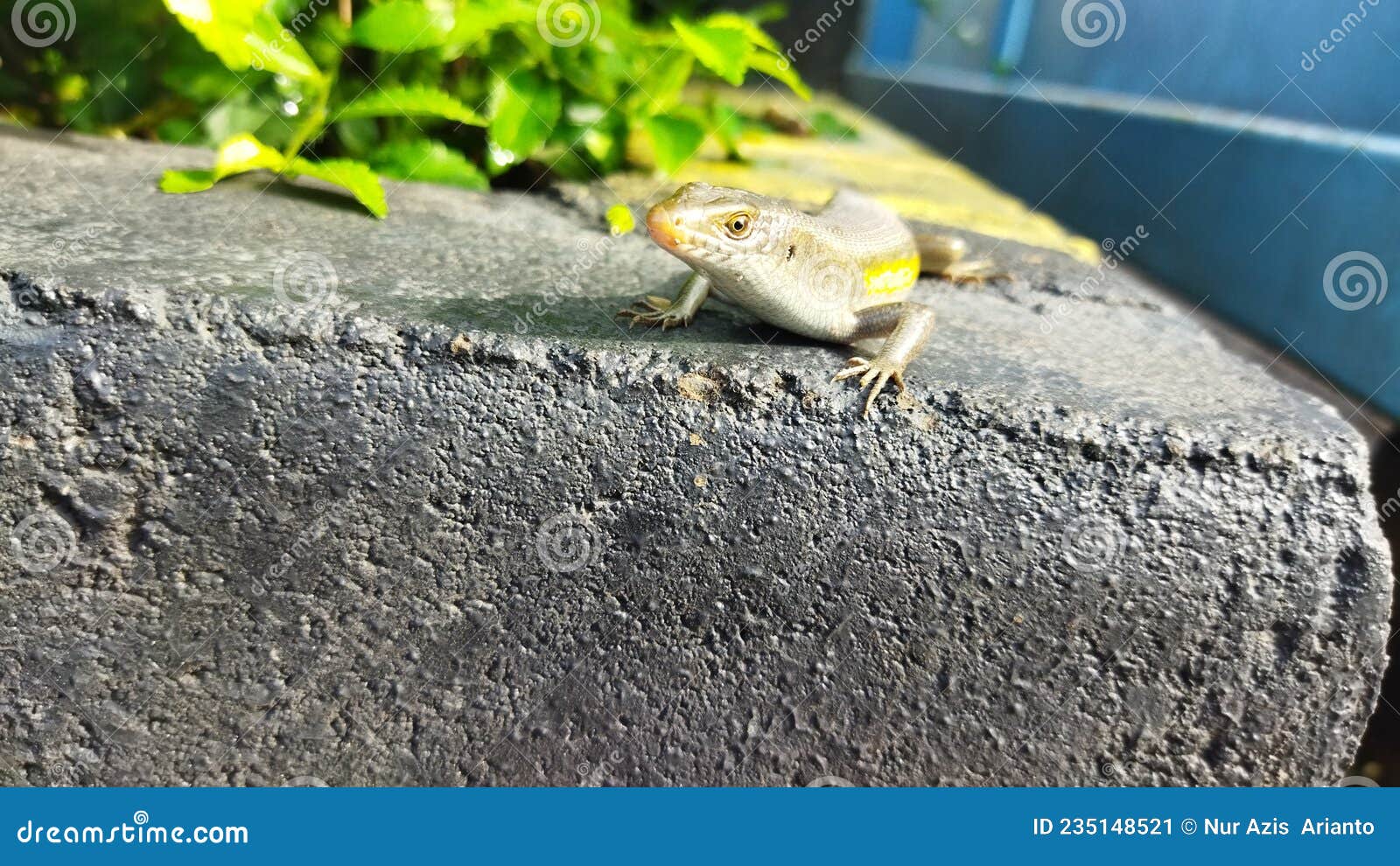 Lizards Basking in the Sun in the Morning Stock Image - Image of ...