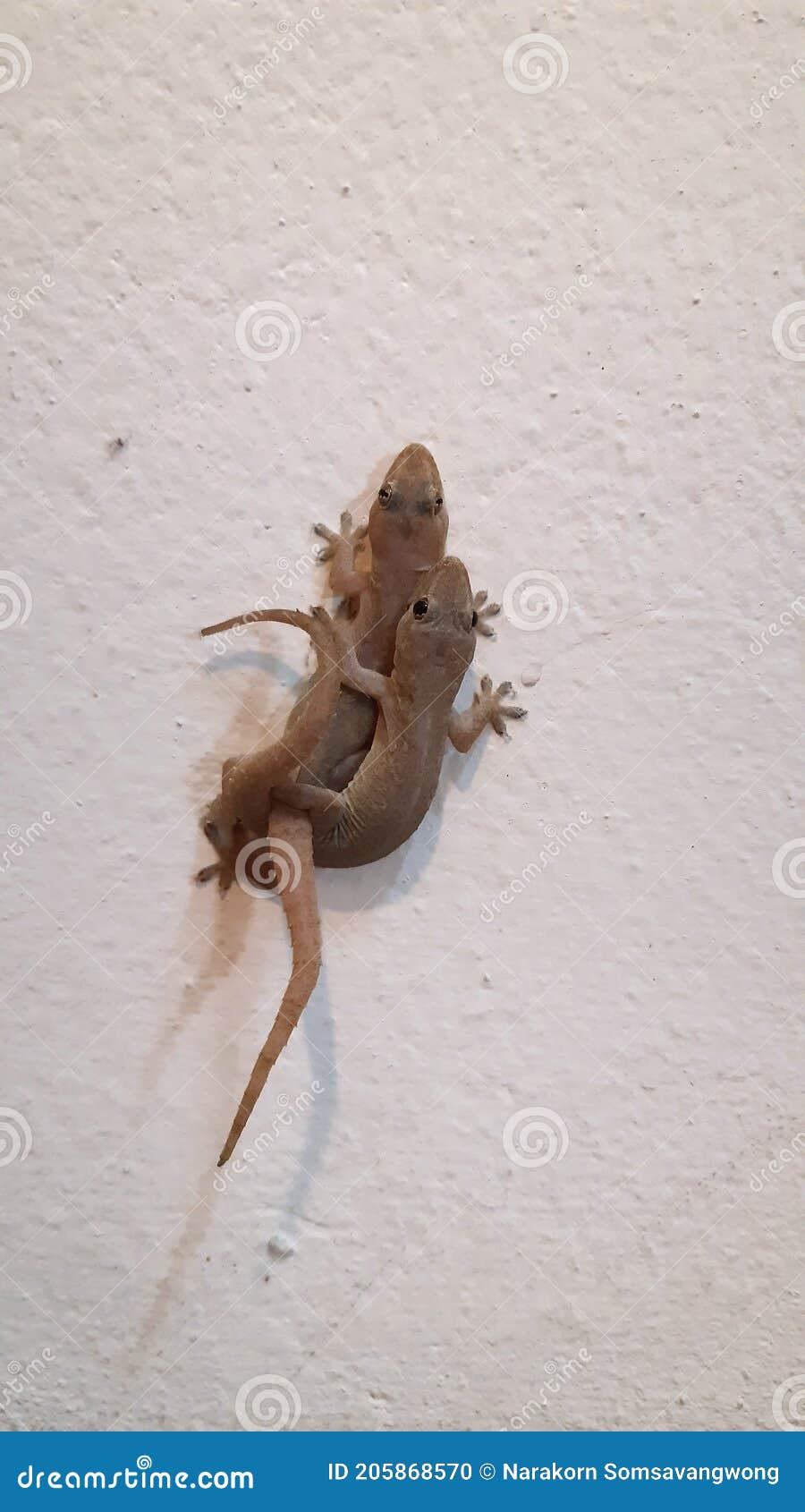 Lizards are Breeding,Isolated on Concrete Background. Stock Photo ...
