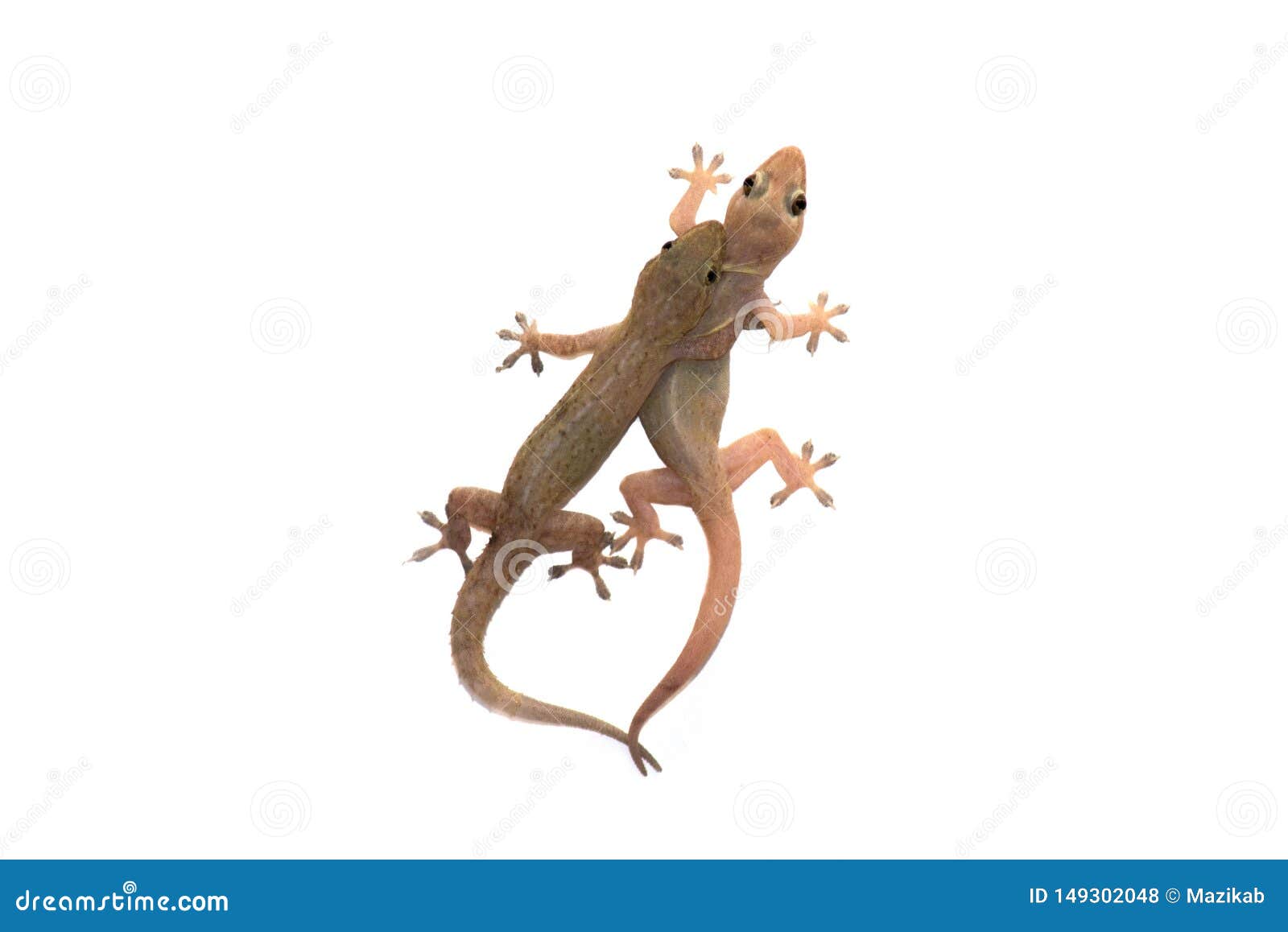 Lizards are breeding stock photo. Image of beauty, breed - 149302048