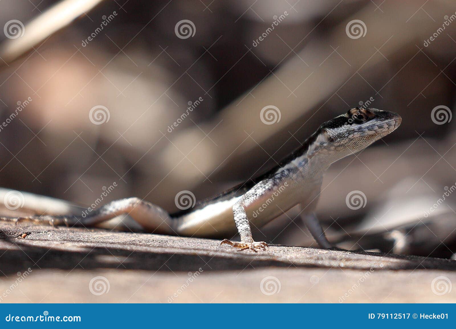 Lizards in the Caatinga of Brazil Stock Image - Image of lizards, gecko ...