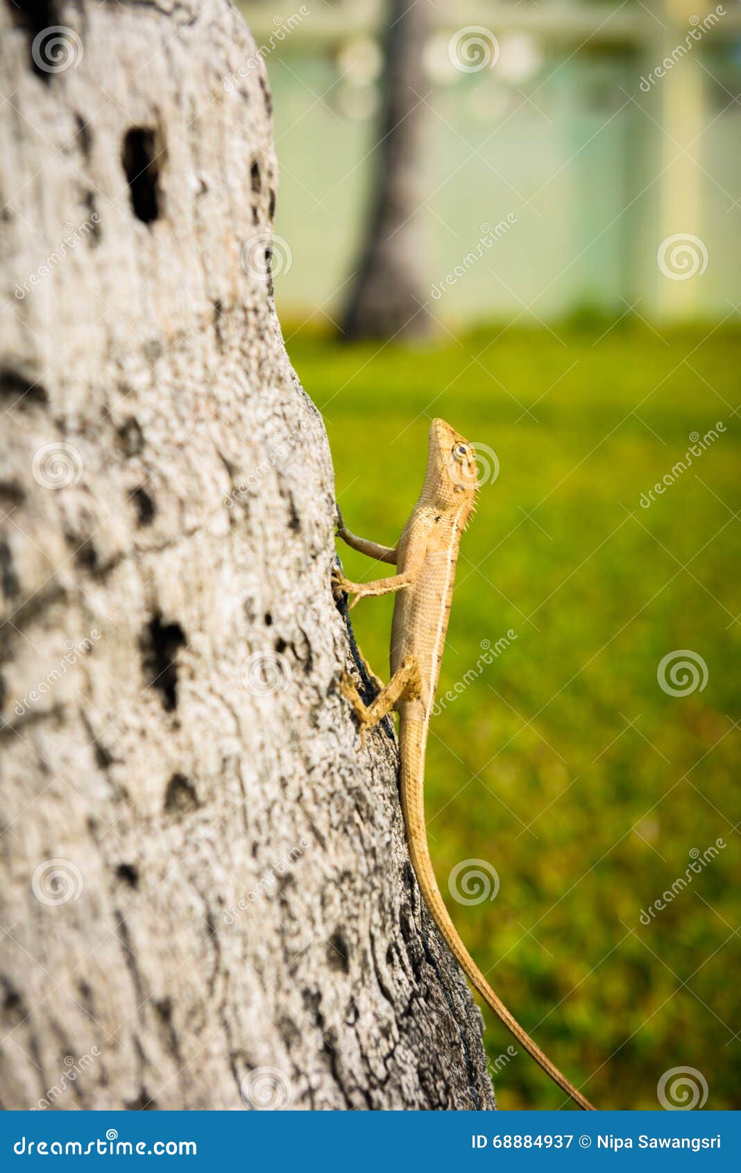 Lizards,chameleon,chameleon on Tree Stock Image - Image of catch ...
