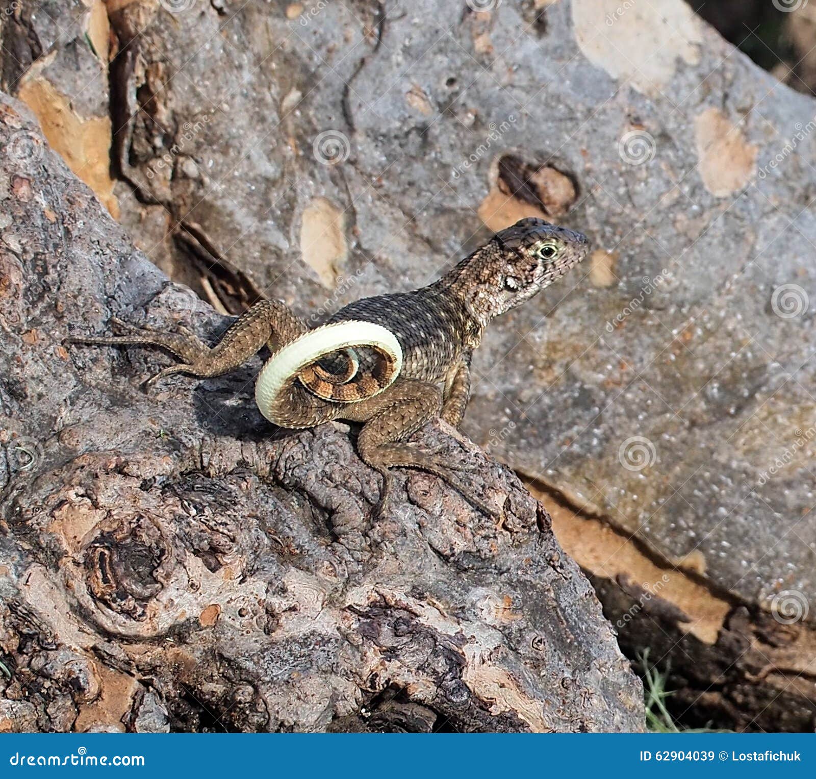 Lizards of Cuba stock image. Image of swift, insectivore - 62904039
