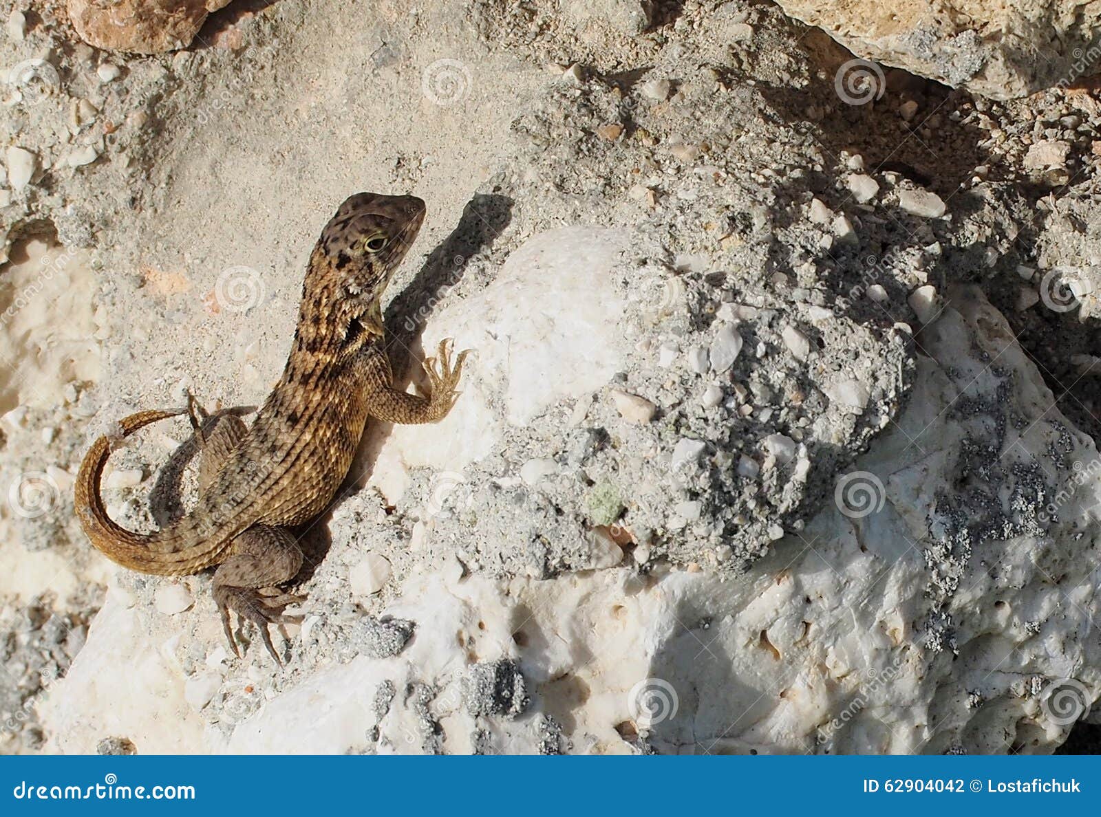 Lizards of Cuba stock photo. Image of blooded, curly - 62904042