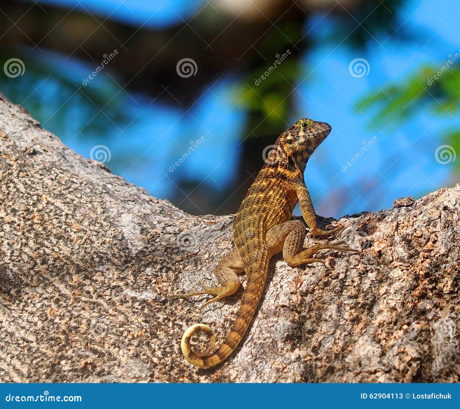 Lizards of Cuba stock image. Image of wildlife, swift - 62904113