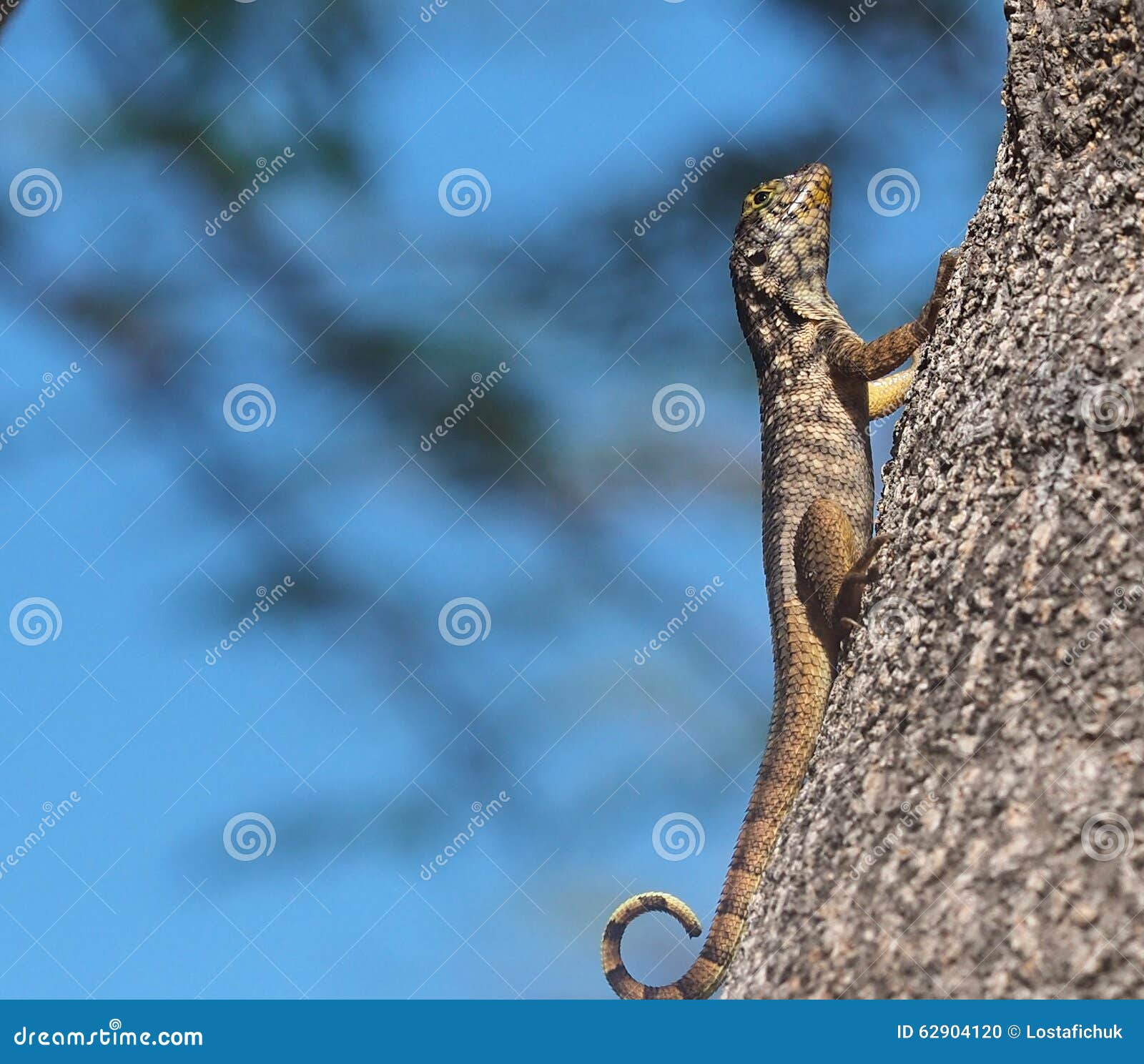 Lizards of Cuba stock photo. Image of tropical, insectivore - 62904120