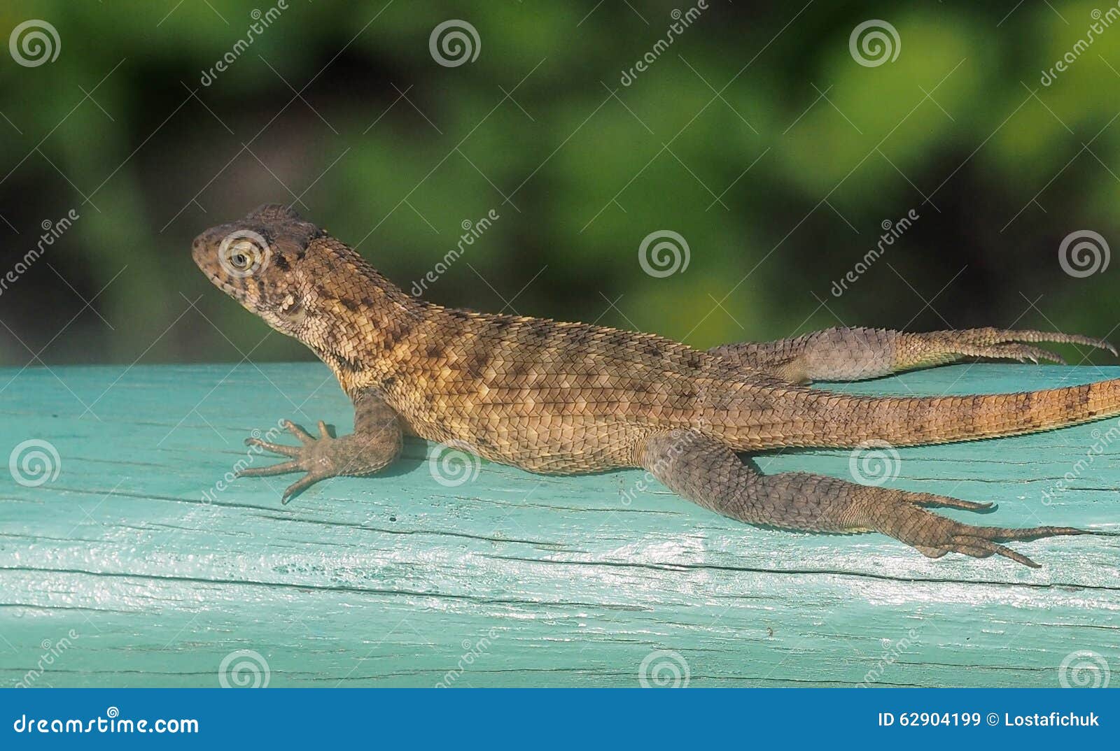 Lizards of Cuba stock image. Image of swift, speckled - 62904199