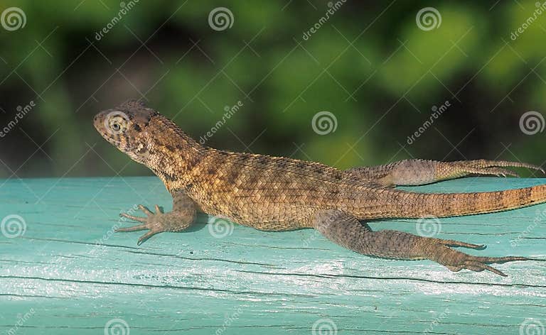 Lizards of Cuba stock image. Image of swift, speckled - 62904199