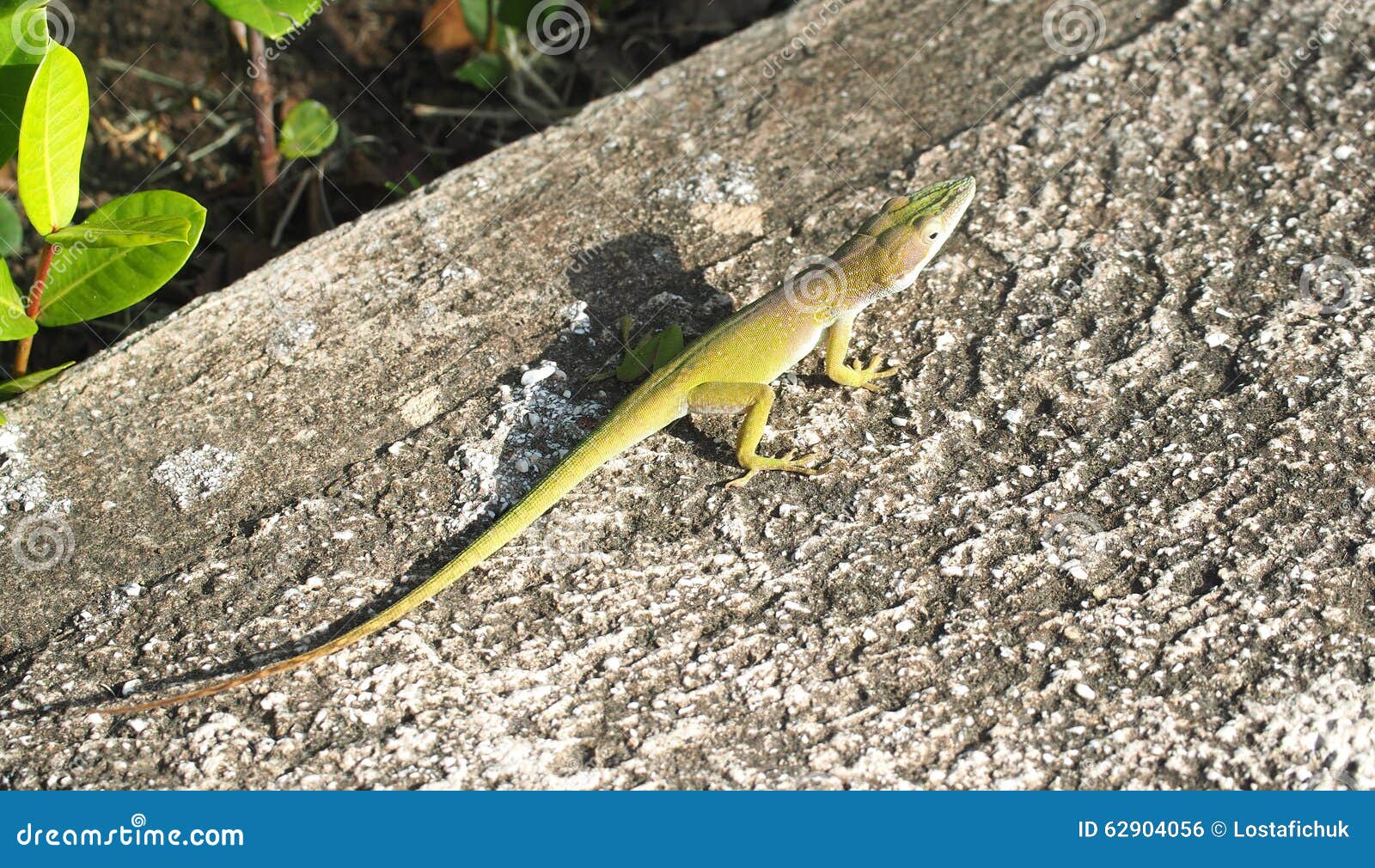 Lizards of Cuba stock photo. Image of blooded, green - 62904056