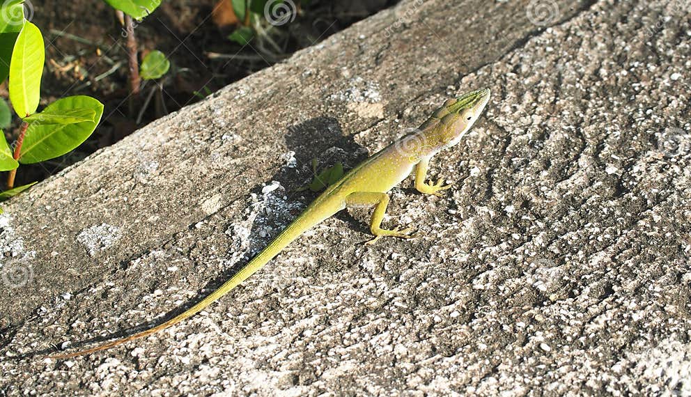 Lizards of Cuba stock photo. Image of blooded, green - 62904056