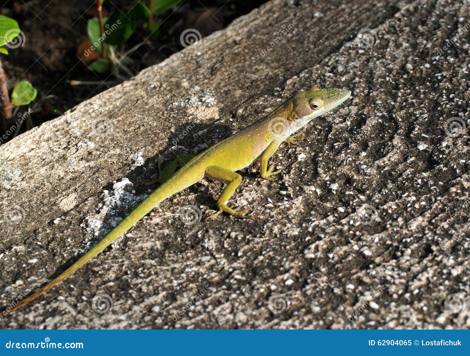 Lizards of Cuba stock image. Image of wildlife, swift - 62904065