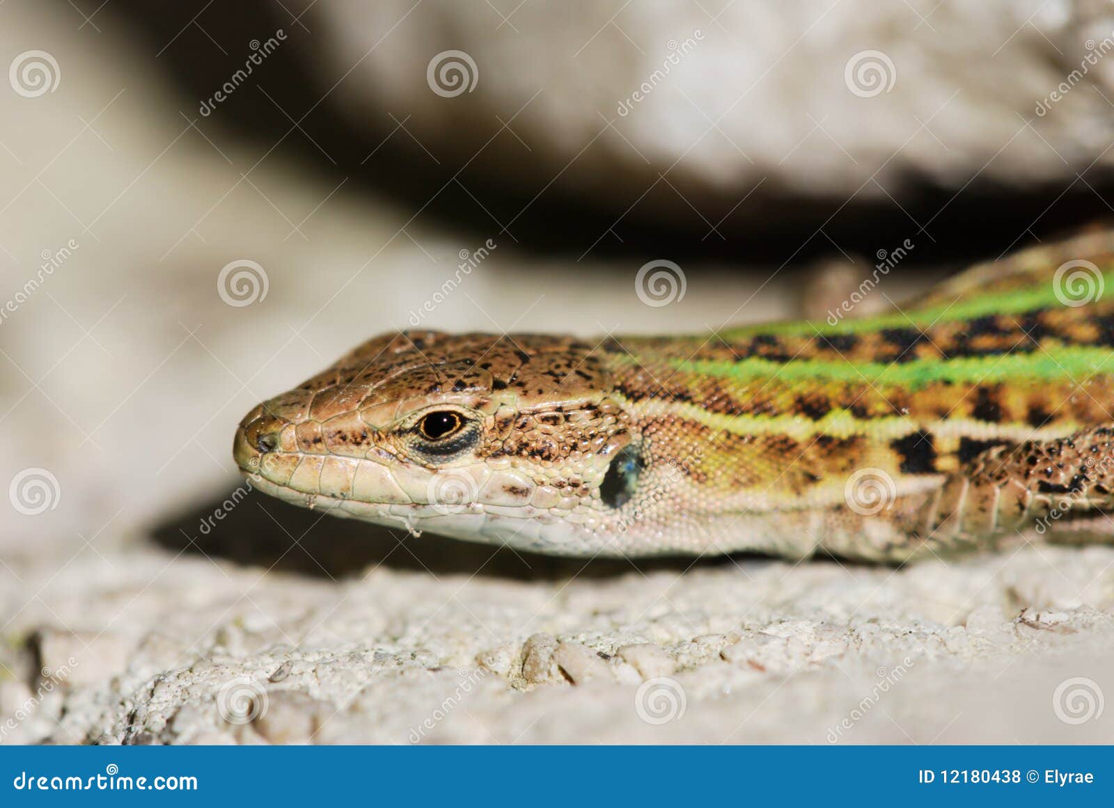 Lizards face stock photo. Image of stone, textured, hide - 12180438