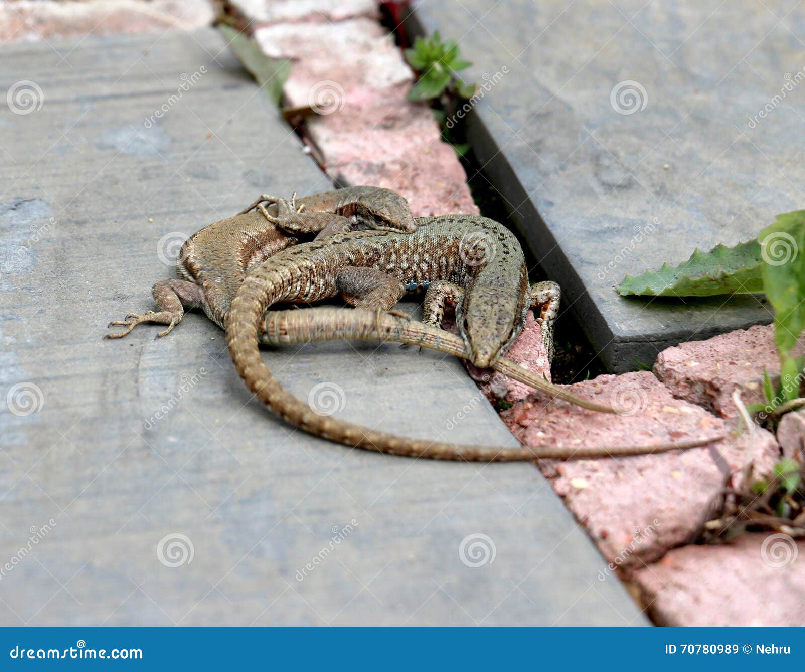 Lizards fighting stock image. Image of outdoors, nature - 70780989