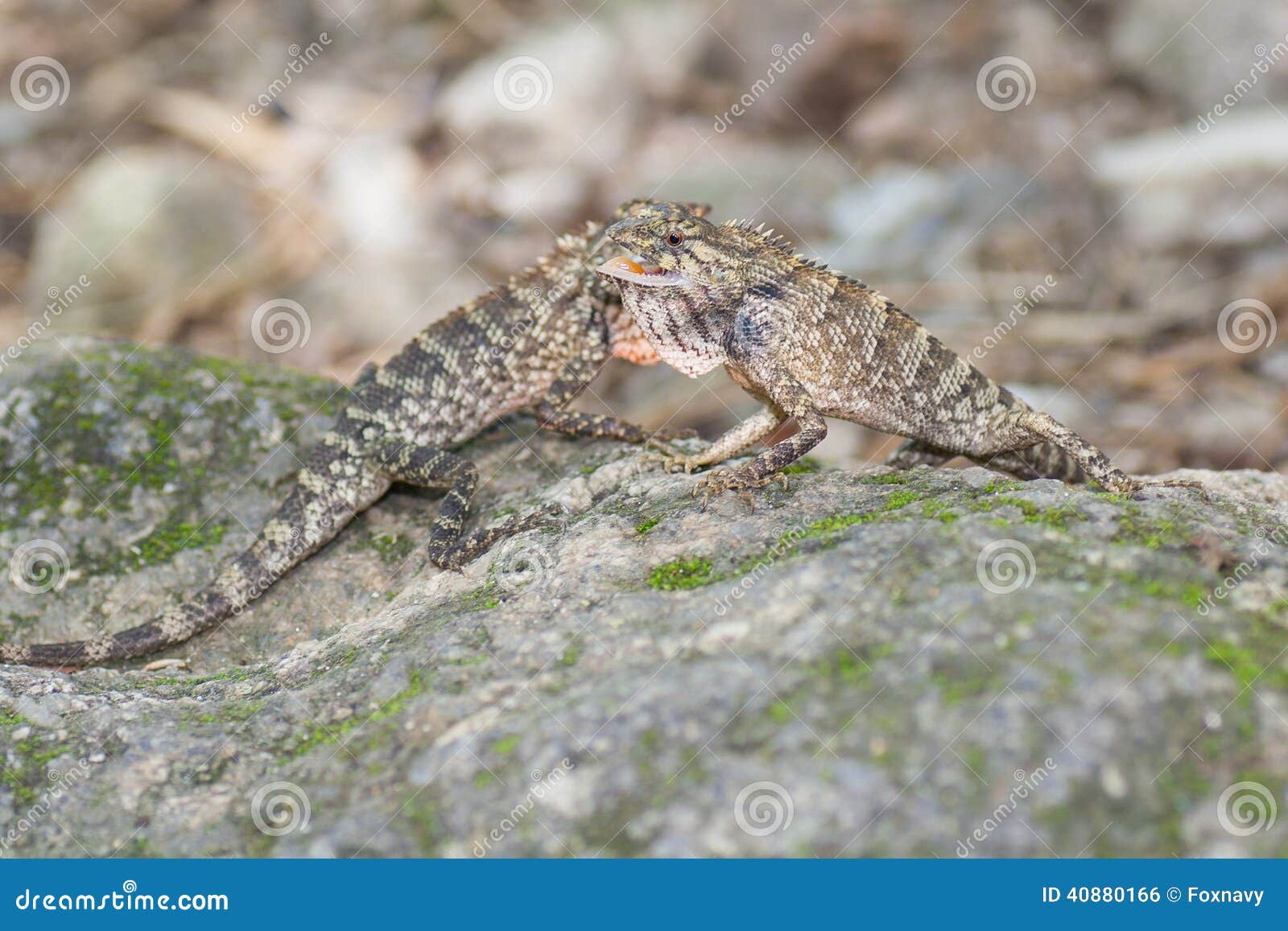 Lizards fighting stock photo. Image of animal, tail, lizard - 40880166