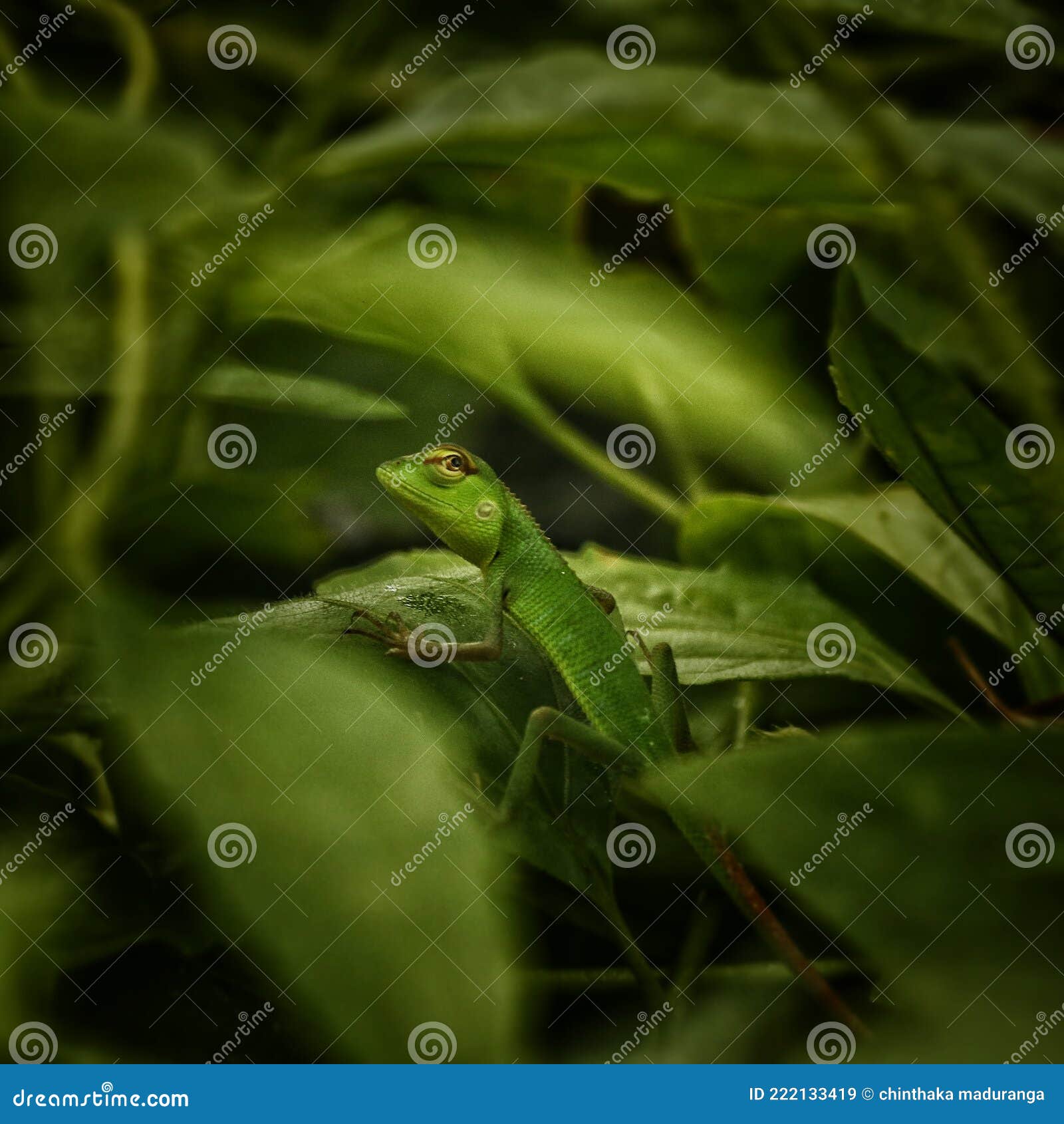 Lizards in forest stock image. Image of wildlife, nature - 222133419