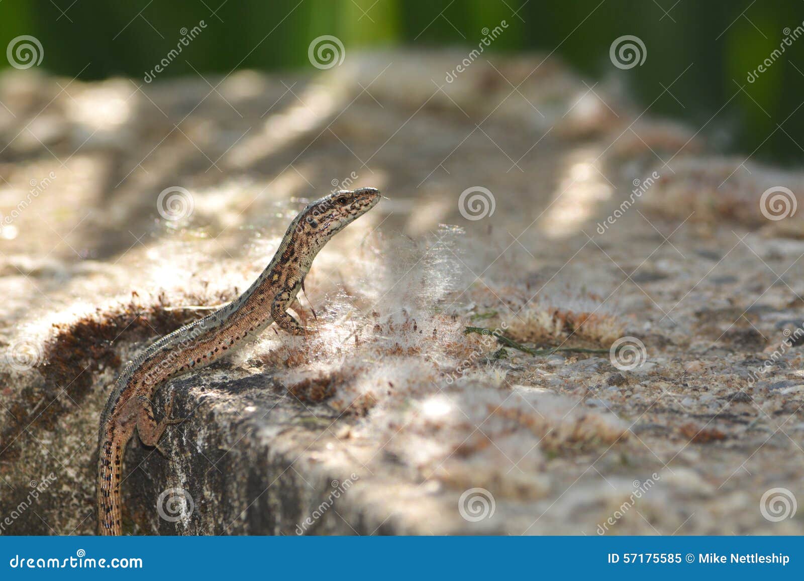 Lizards in France stock image. Image of cold, lizard - 57175585