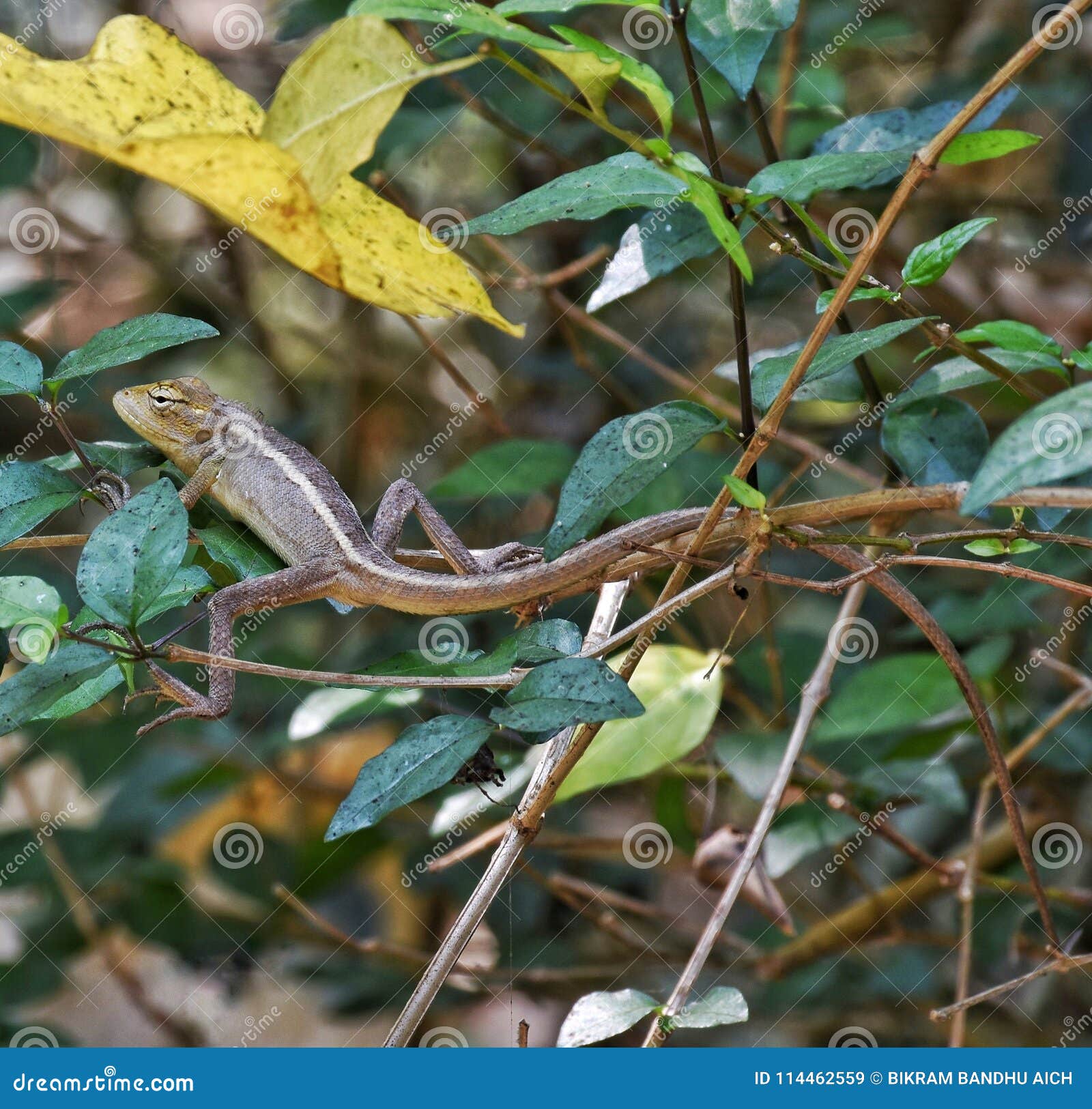 LIZARDS stock image. Image of long, crispy, insect, wild - 114462559
