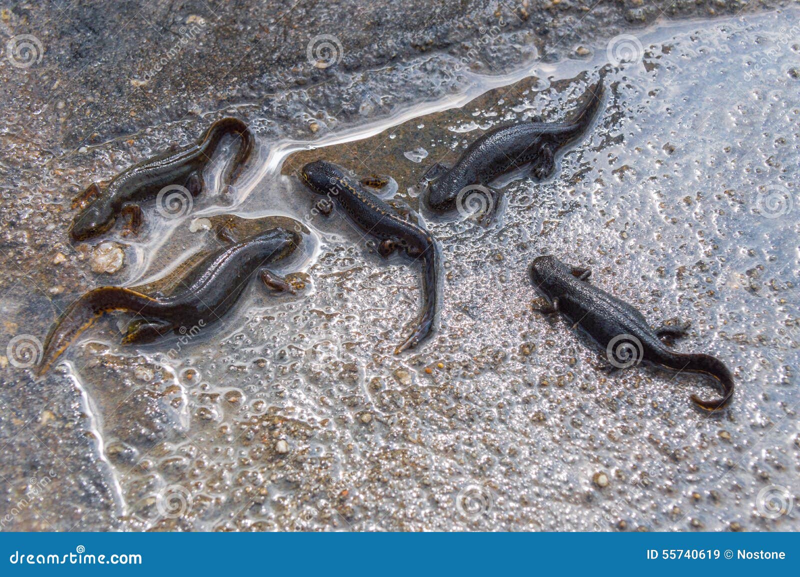 490 Group Lizards Stock Photos - Free & Royalty-Free Stock Photos from ...