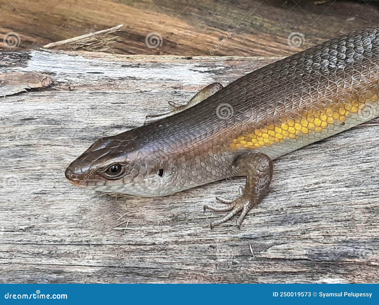 Lizards are a Group of Four-legged Scaly Reptiles that are Very ...