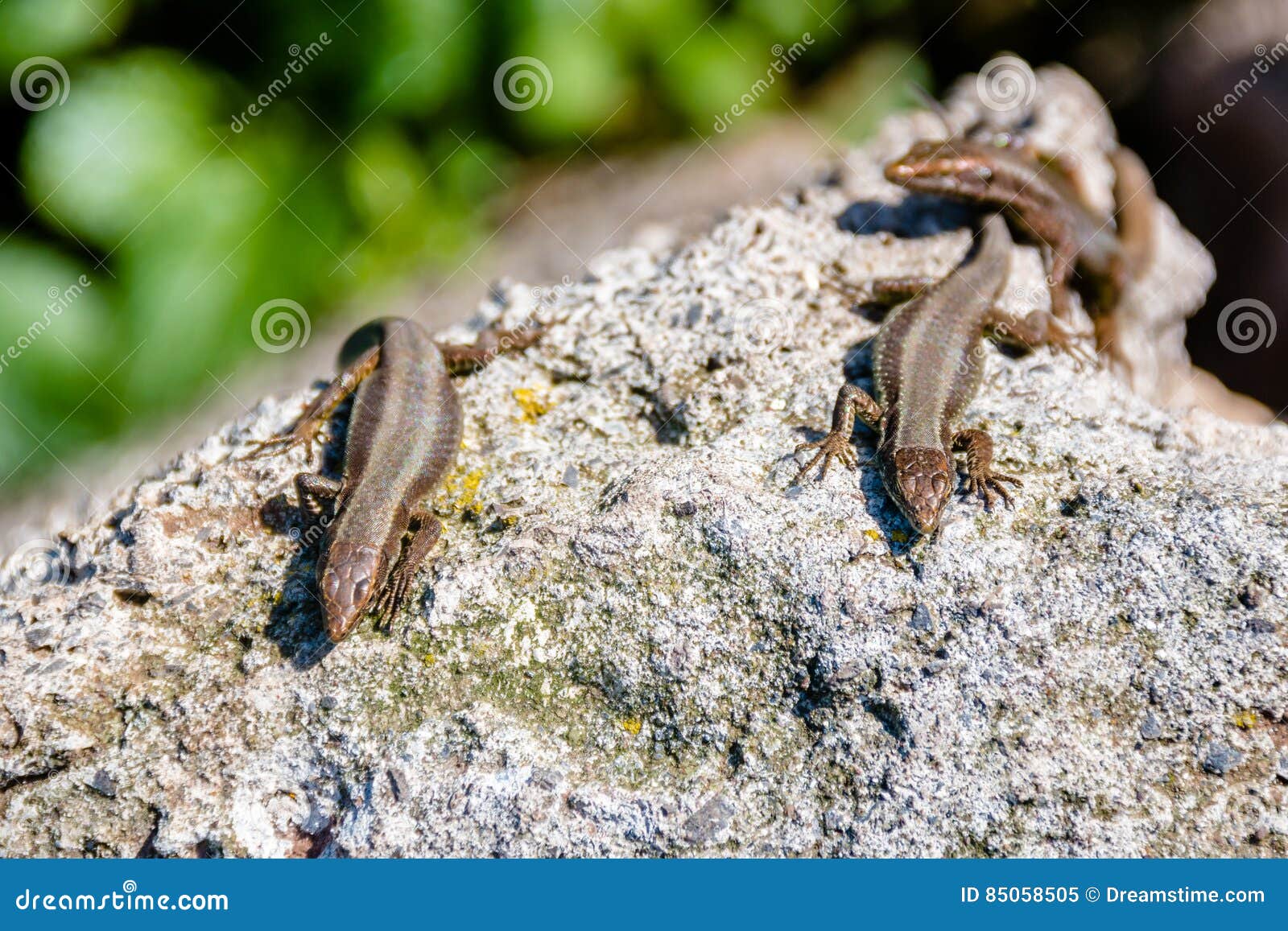 Lizards stock image. Image of reptiles, green, animals - 85058505