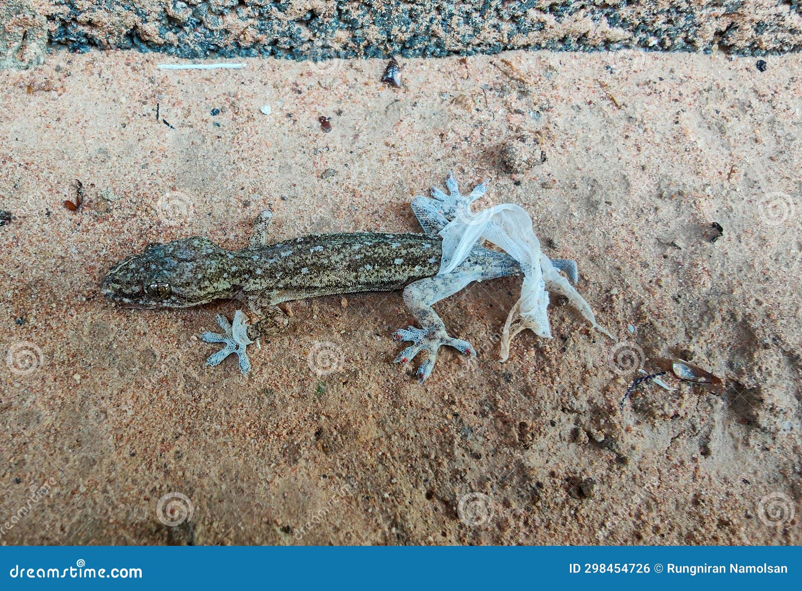 Lizards are Molting, Which is the Process of Growing Stock Photo ...