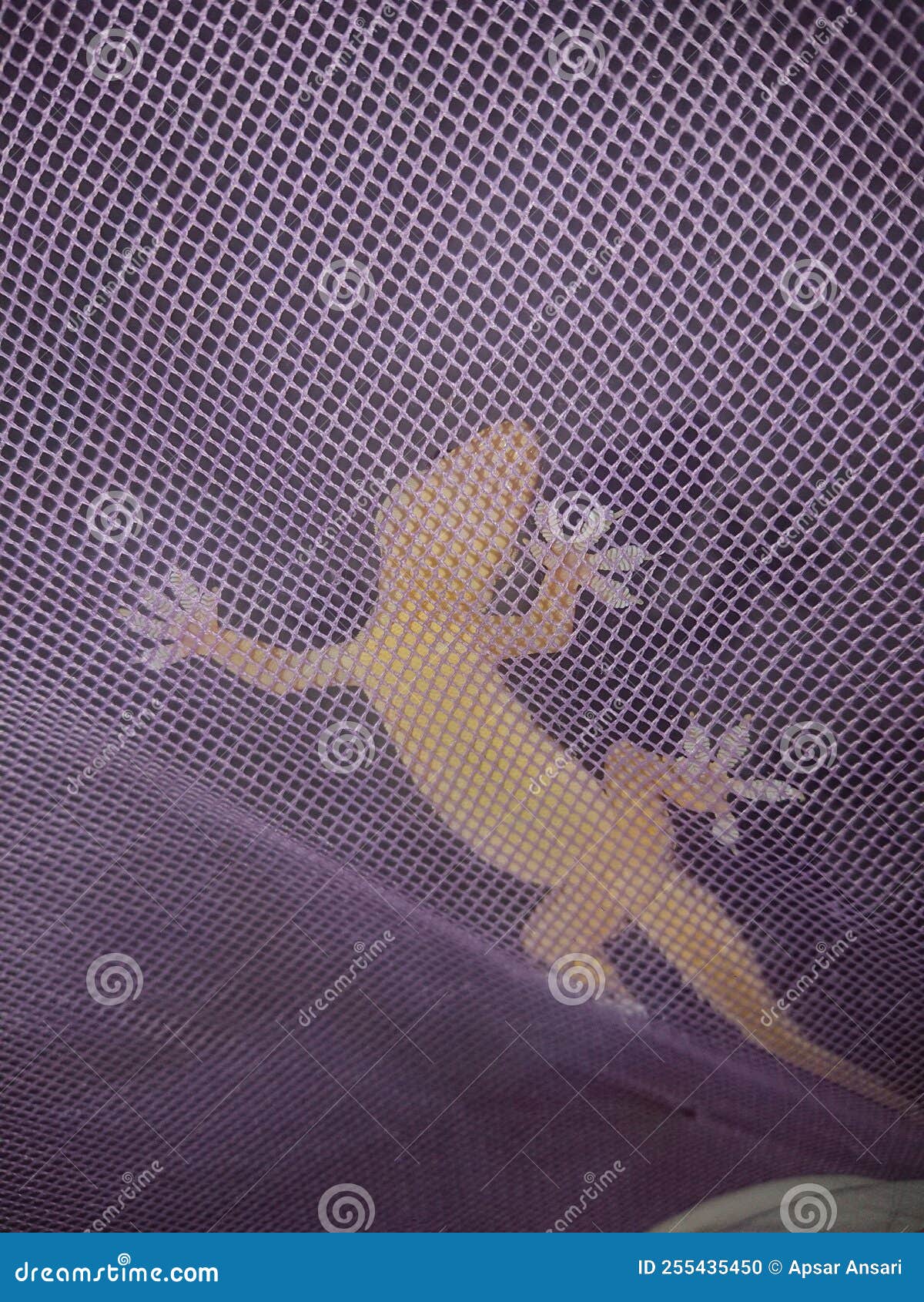 Lizards in Mosquito Net Chipkali Stock Photo - Image of flooring, line ...