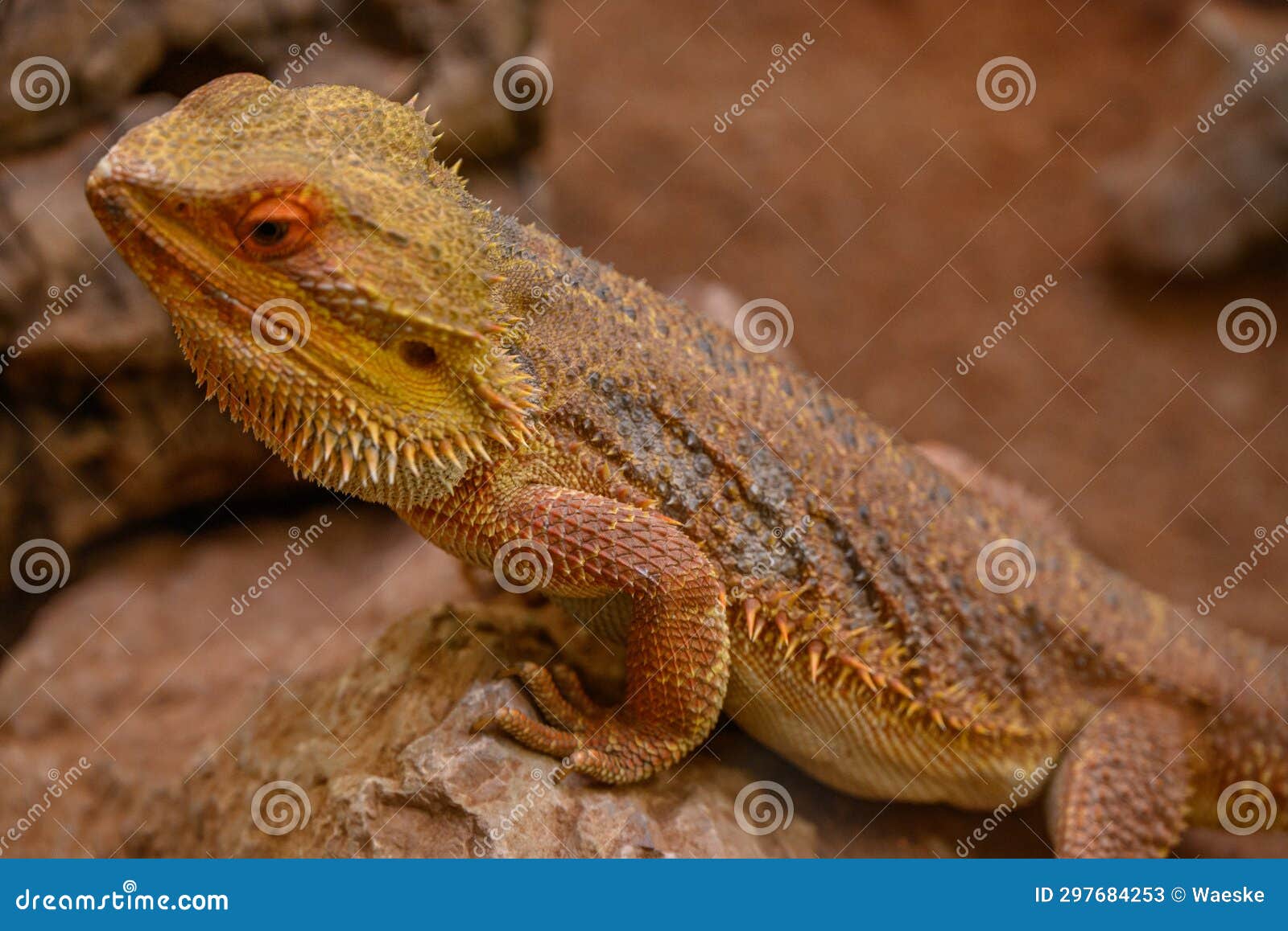 Lizards and Snakes in Germany Stock Image - Image of germany, chameleon ...