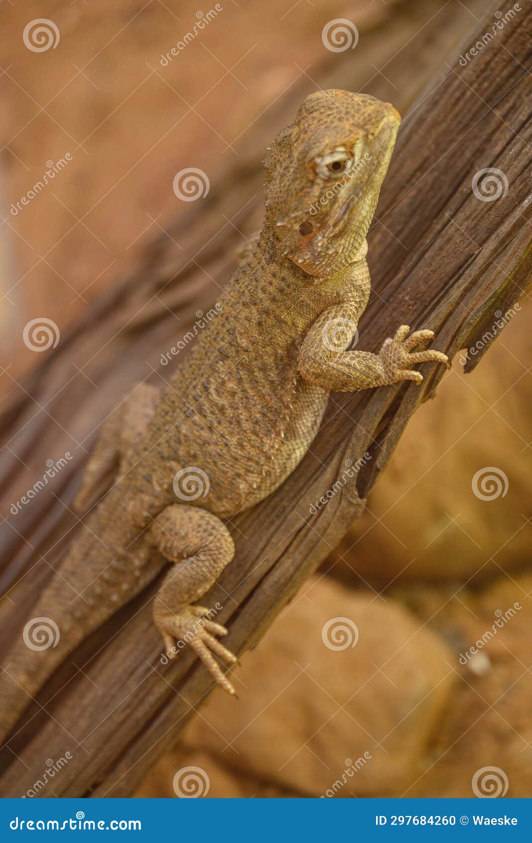 Lizards and Snakes in Germany Stock Photo - Image of germany, reptile ...
