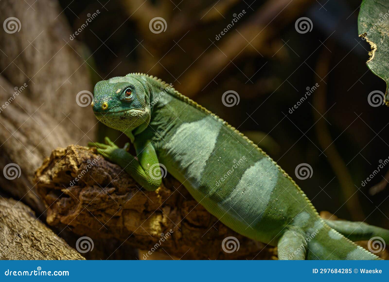 Lizards and Snakes in Germany Stock Image - Image of reptiles, reptile ...