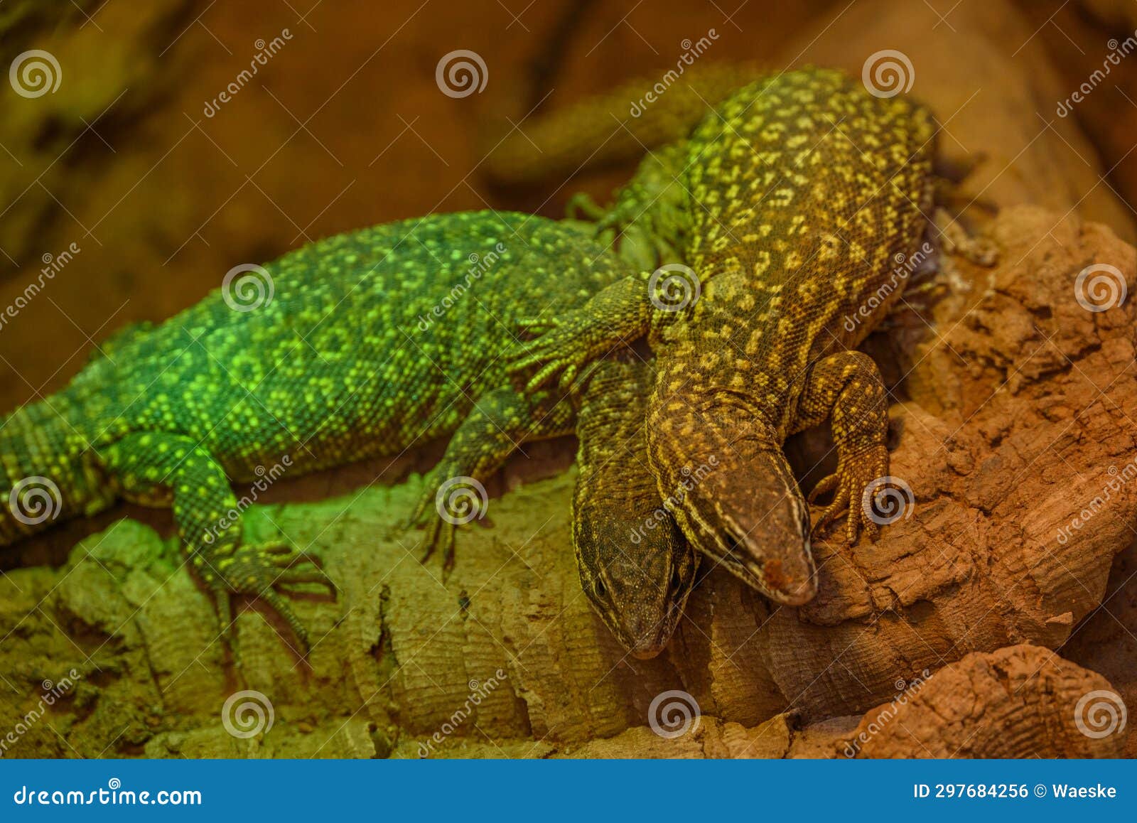 Lizards and Snakes in Germany Stock Photo - Image of germany, reptiles ...