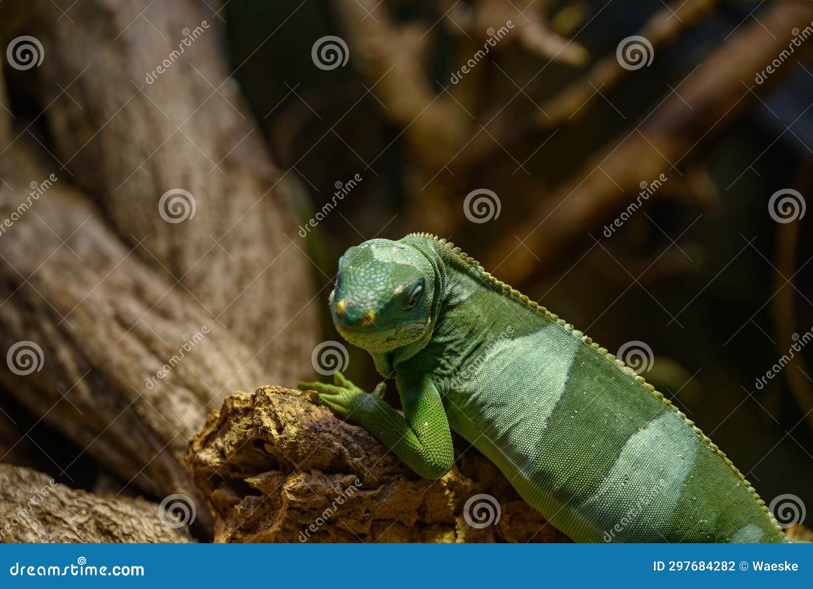 Lizards and Snakes in Germany Stock Photo - Image of lizard, reptiles ...