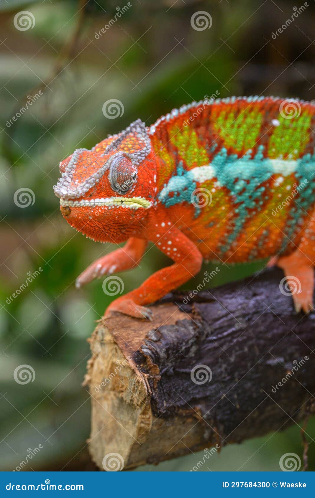 Lizards and Snakes in Germany Stock Photo - Image of lizards, germany ...