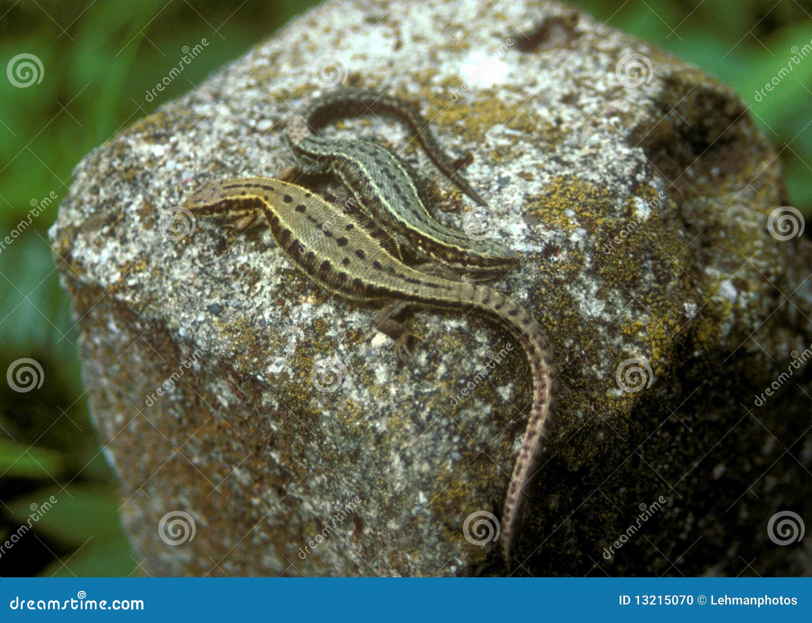 Viviparous Lizards on a Post in Poland Stock Photo - Image of vivipary ...