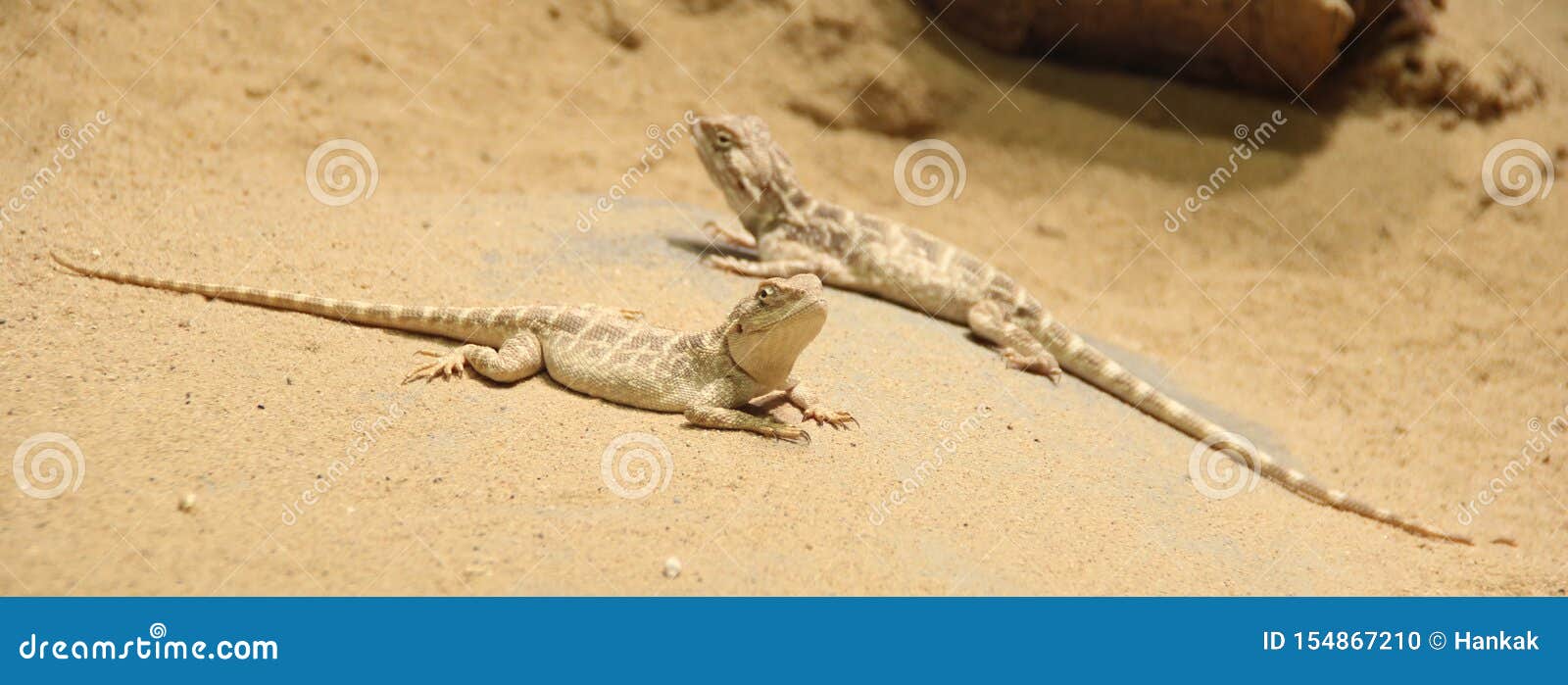 Lizards are Relaxing in the Sand Stock Photo - Image of lizard, lizards ...