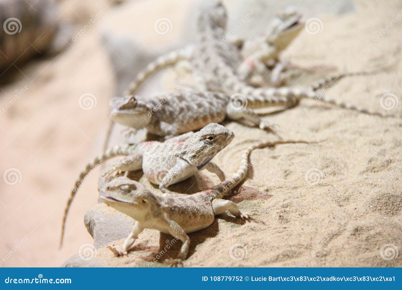 Lizards on the rock. stock photo. Image of close, light - 108779752