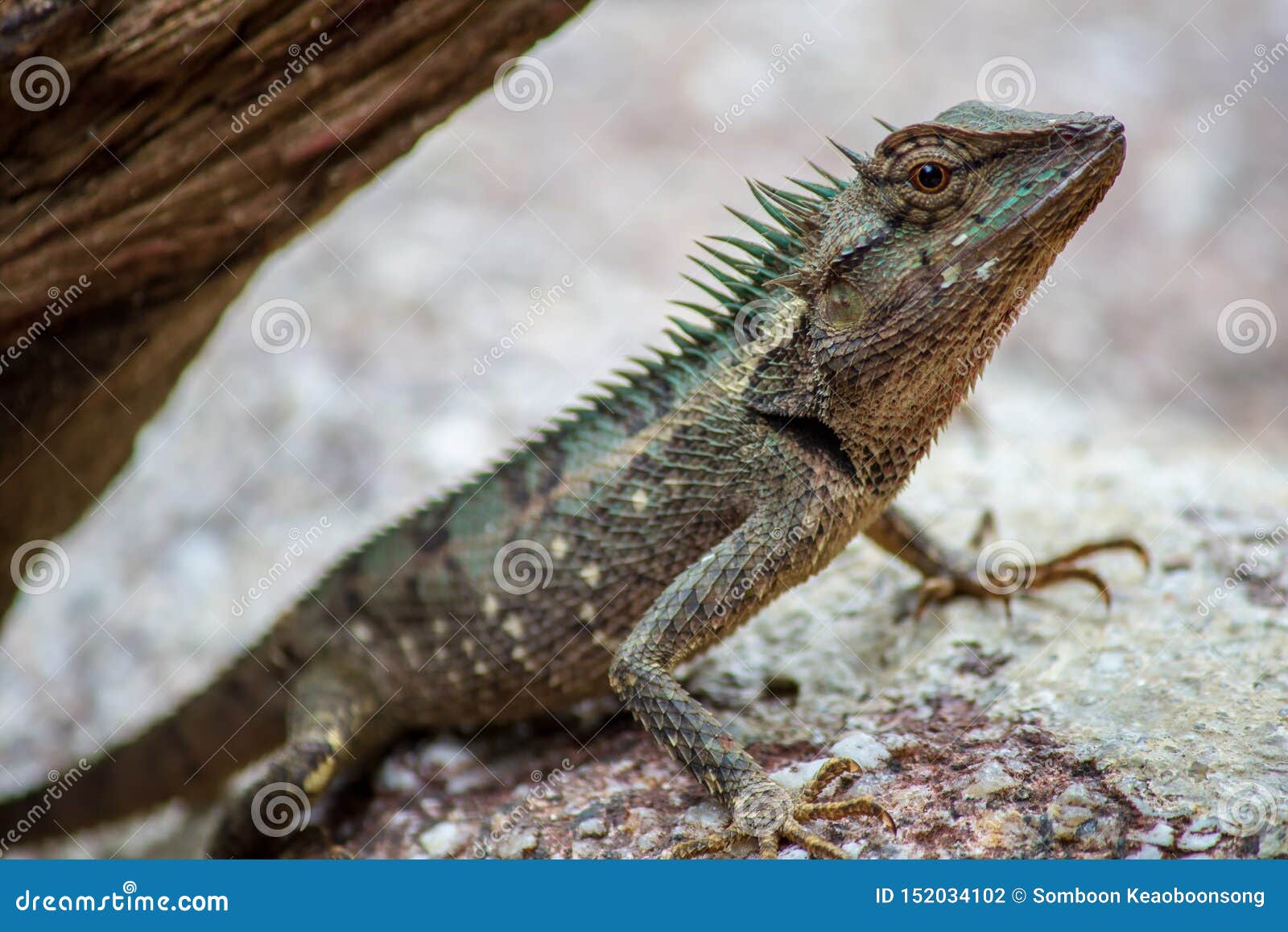 Lizards on rocks stock photo. Image of pets, beautiful - 152034102