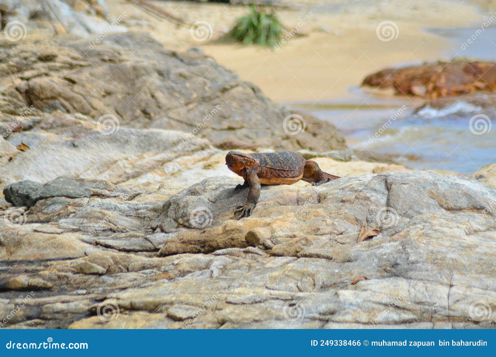 Lizards on Rocks by the Beach Stock Photo - Image of geology, turtle ...