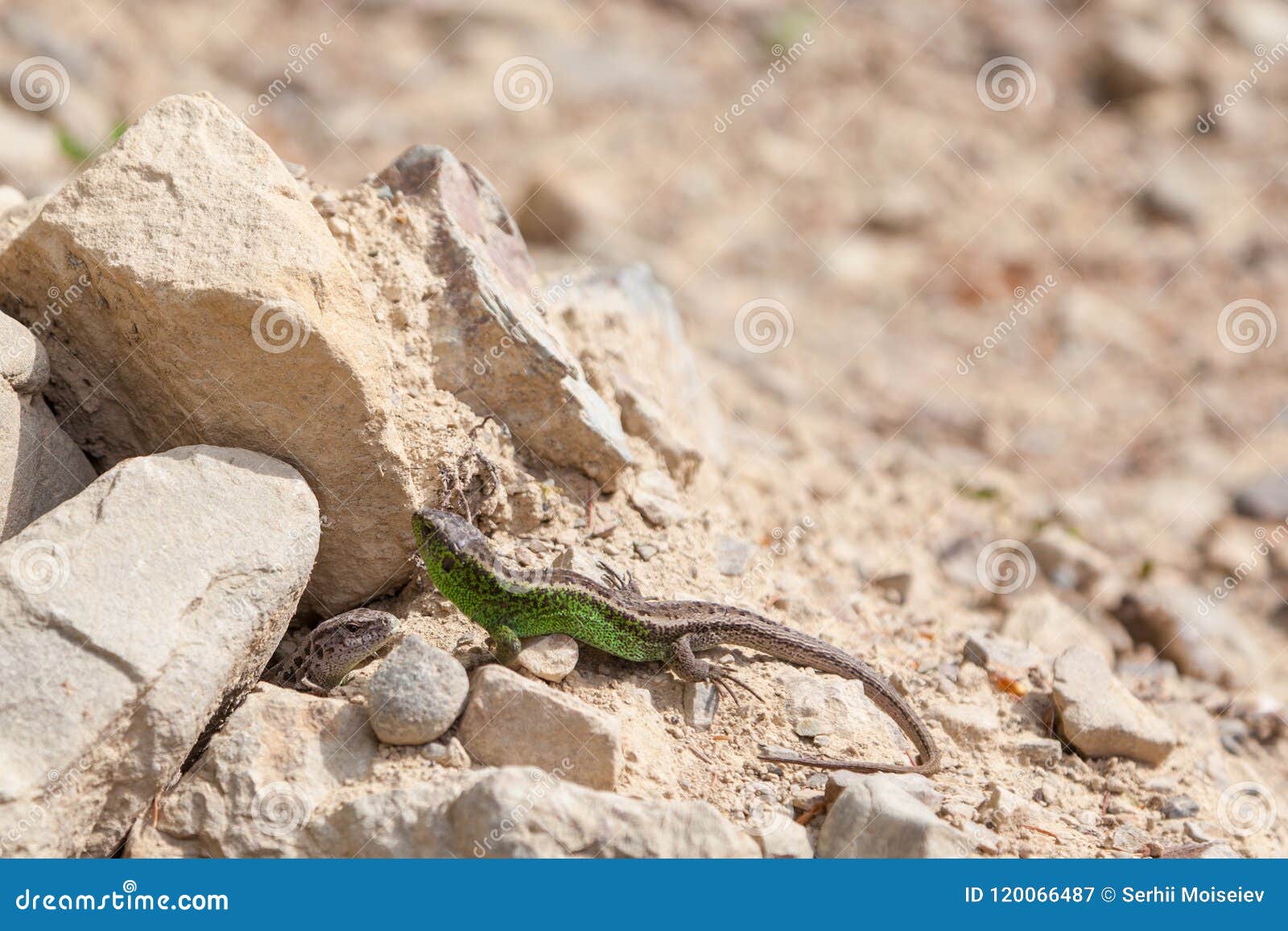 Lizards in the rocks stock image. Image of rock, life - 120066487