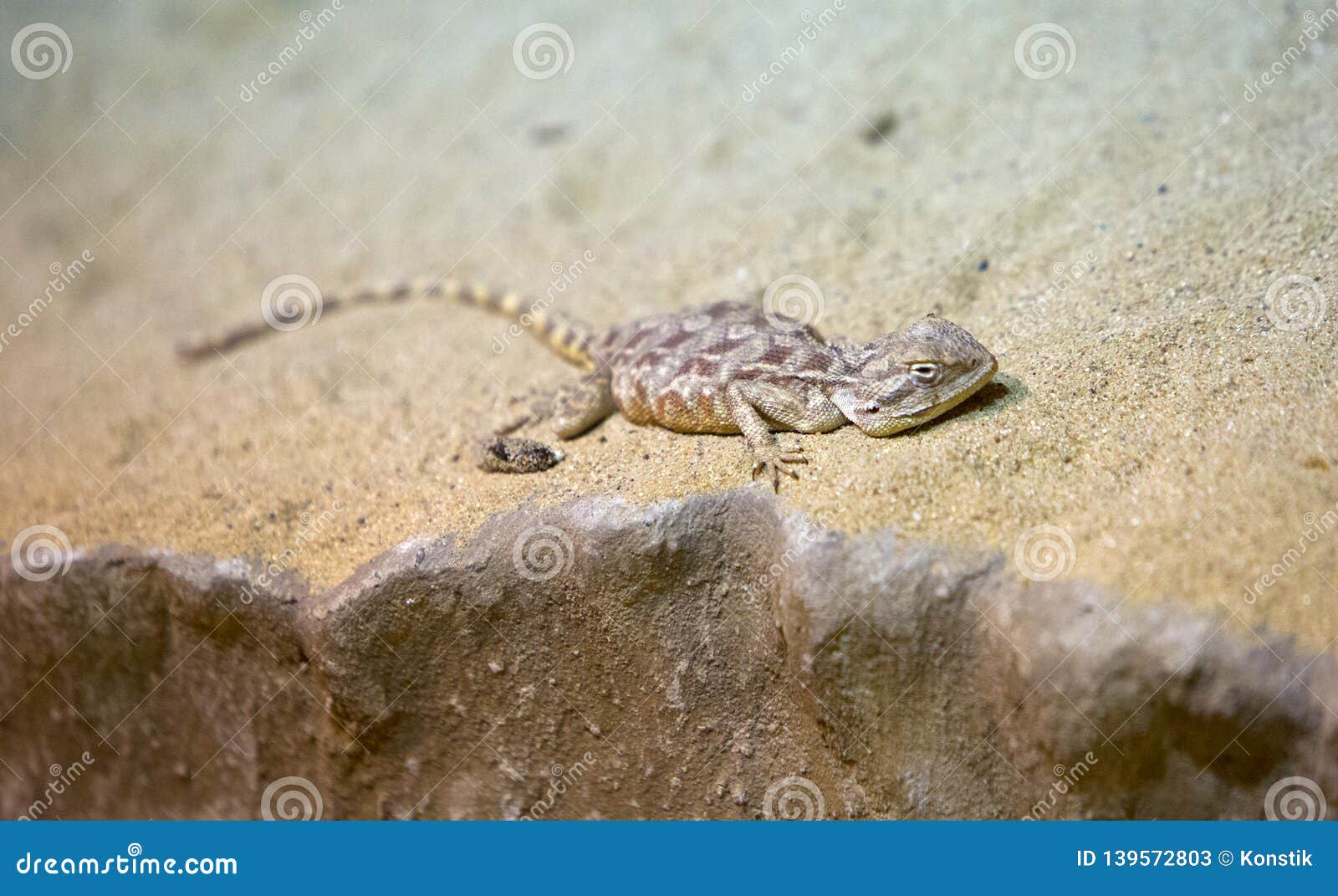 Lizards on Sand Close Up in Sunny Day Stock Image - Image of sunny ...