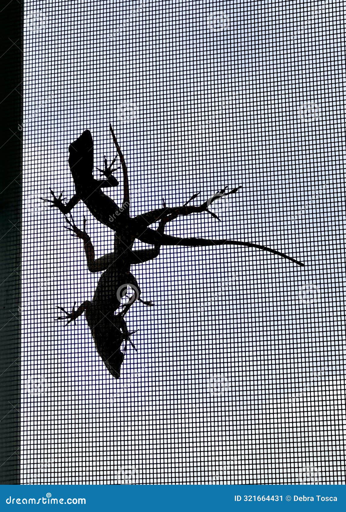 Lizards on the Screen Silhouettes Stock Image - Image of silhouettes ...