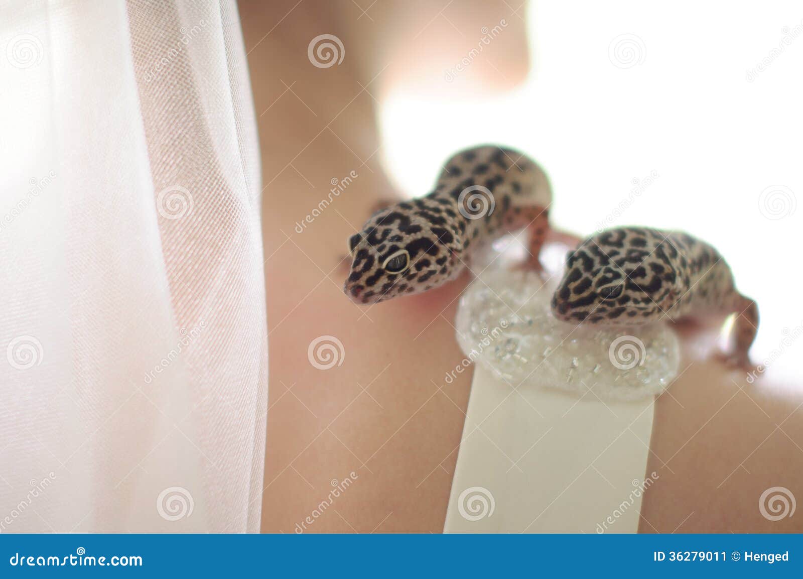 Lizards on brides shoulder stock image. Image of black - 36279011