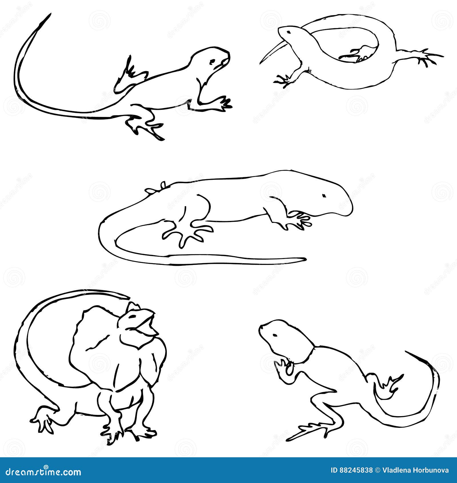 Lizards. Sketch By Hand. Pencil Drawing By Hand. Vector Image. The ...