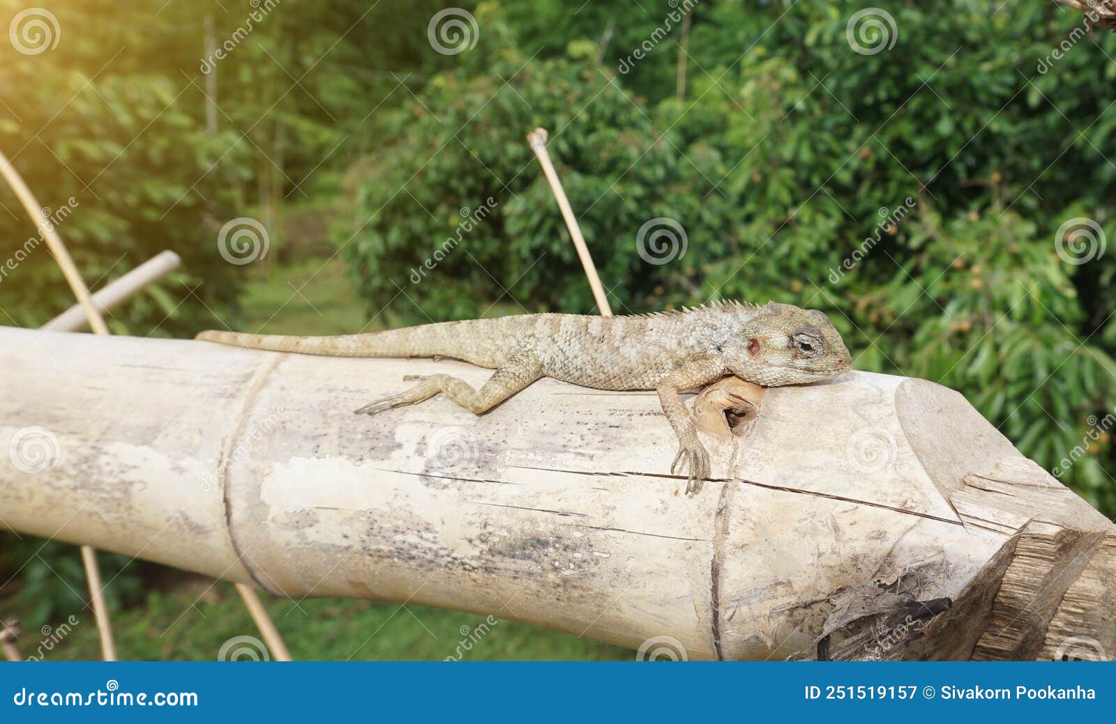 Lizards Sleeping on the Branches are Lovely Wildlife in Nature Stock ...