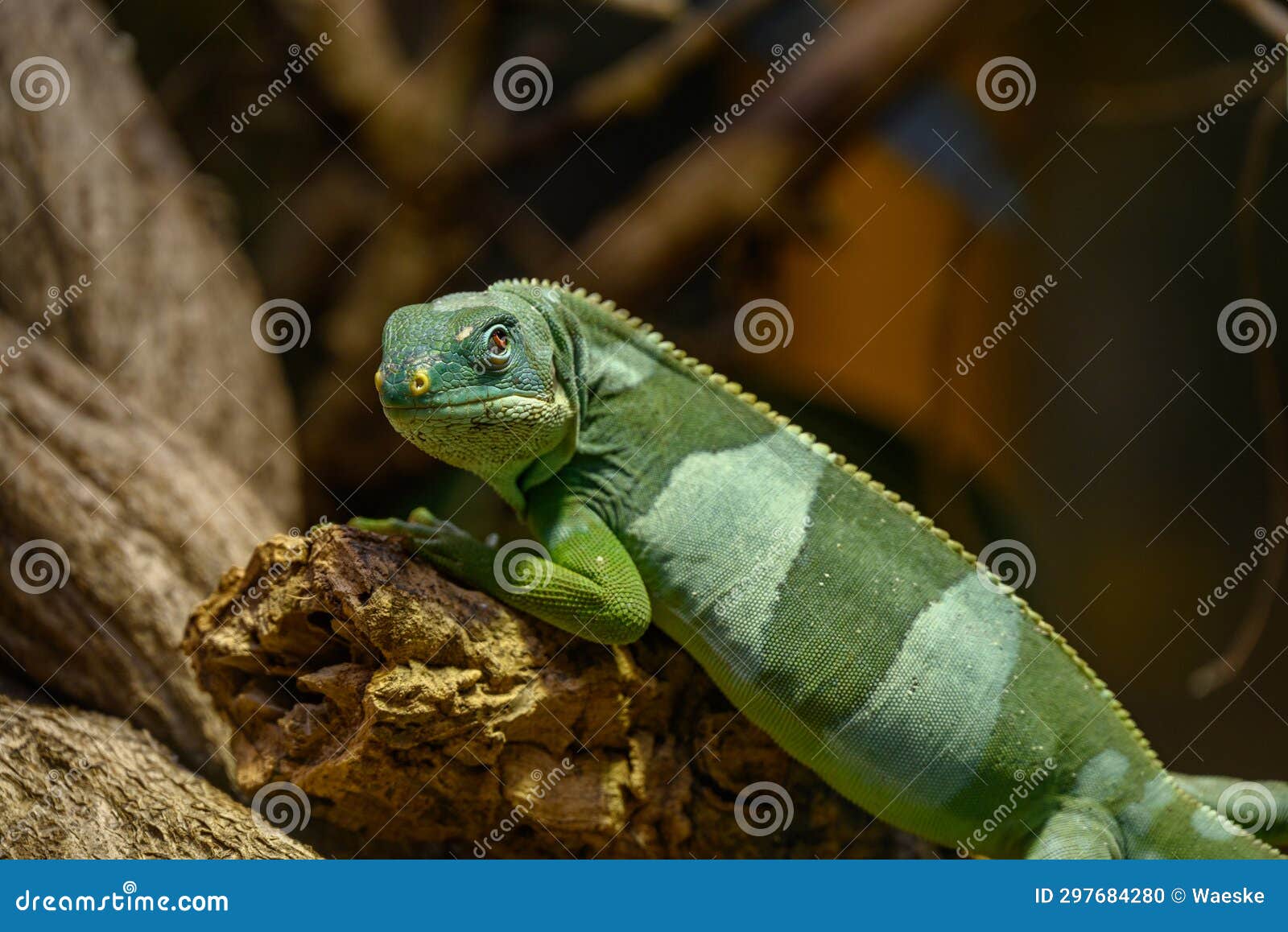Lizards and Snakes in Germany Stock Photo - Image of leaves, nature ...